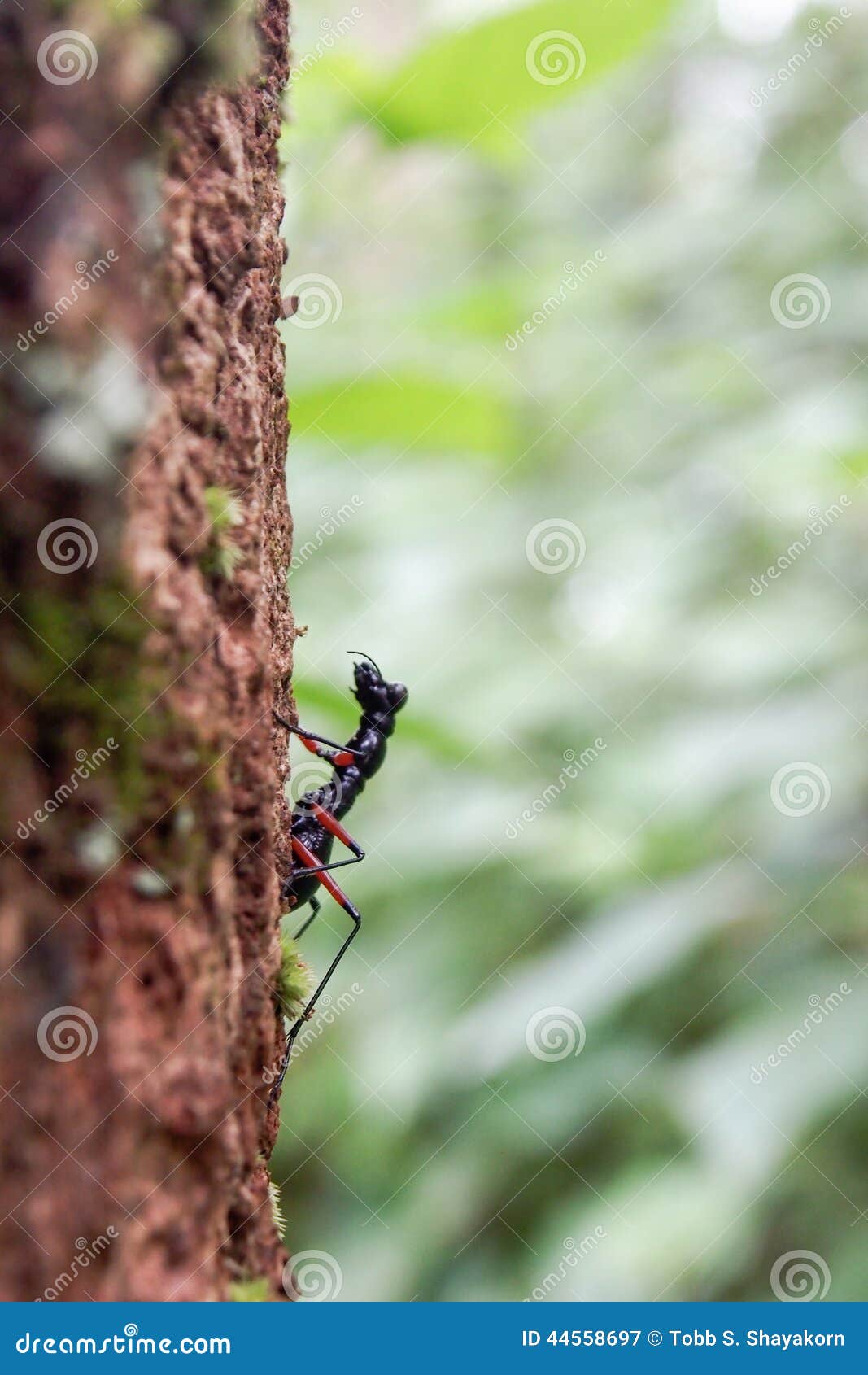Bug Insect Life in Forest Raining Season Stock Image - Image of life ...