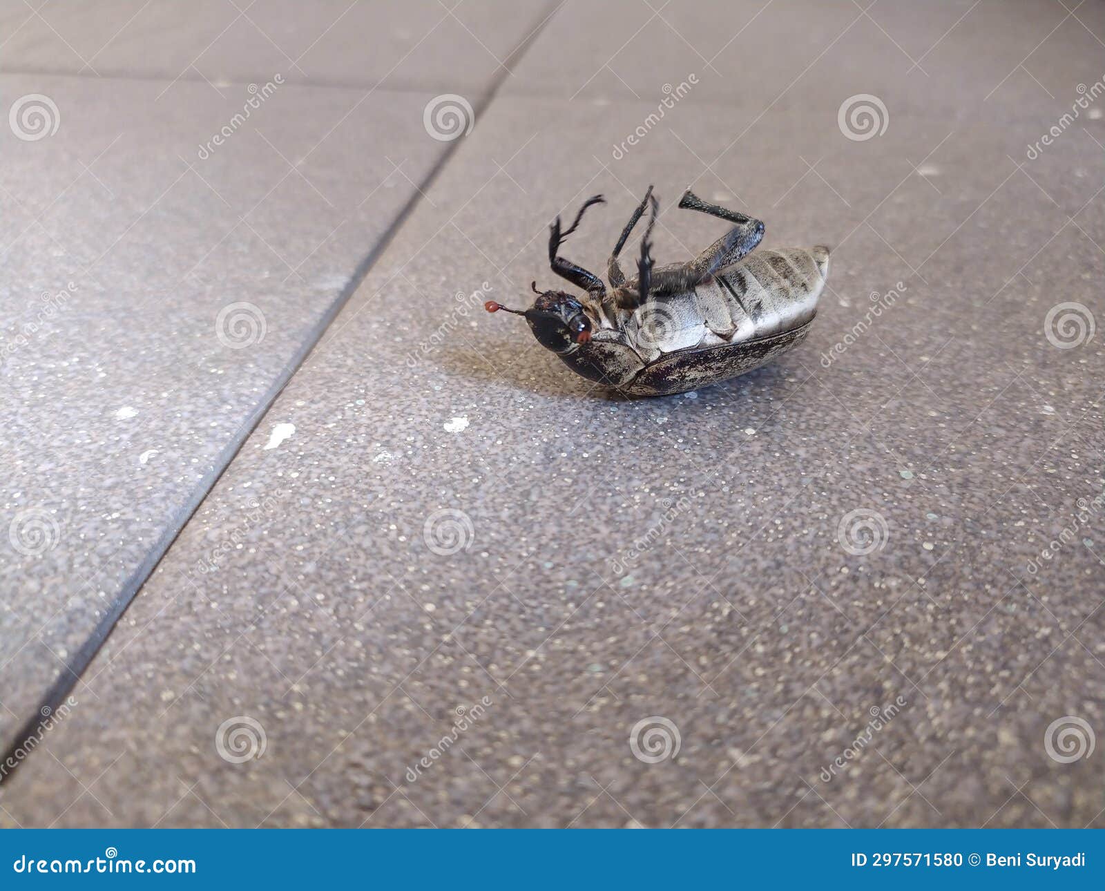 The Bug Insect Lying Upside Down on the Ground Floor Stock Photo ...