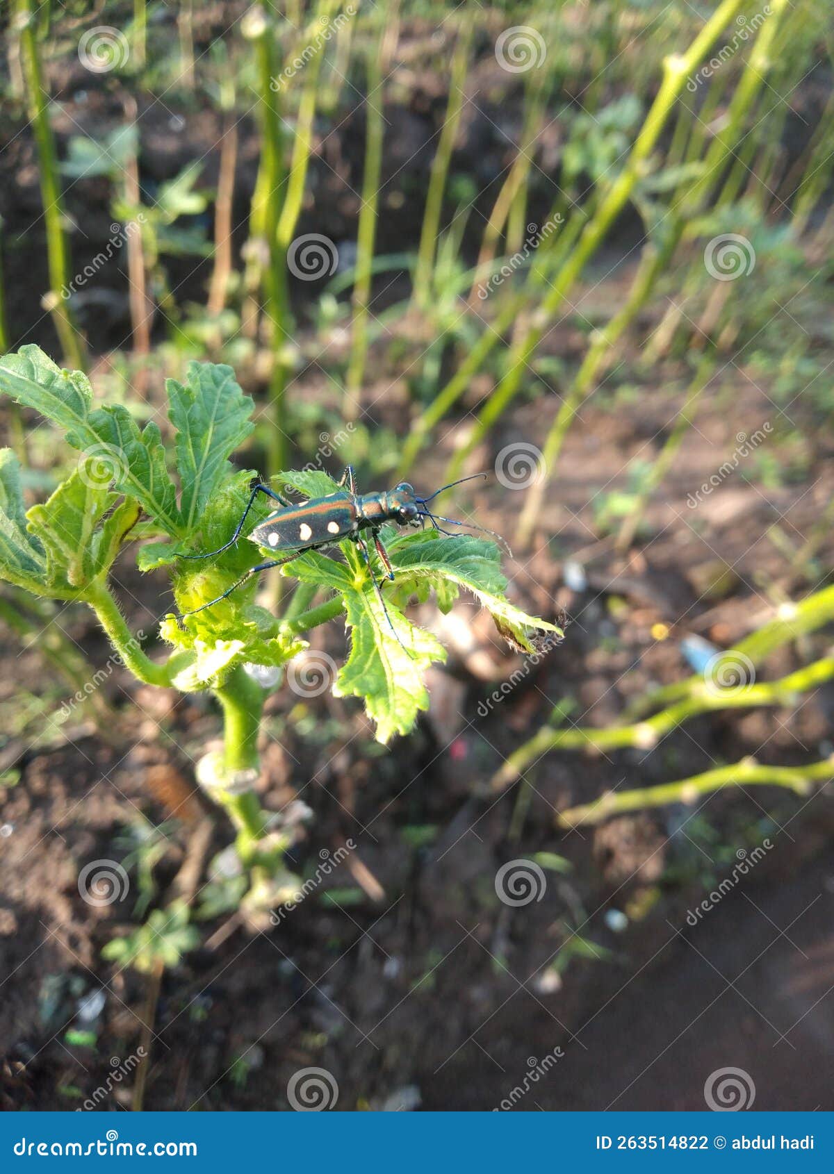 Bug Insect in the Ocra Field Japan Vegetables Stock Photo - Image of ...