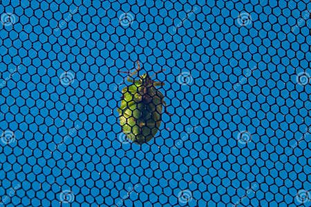 Bug on the insect screen stock photo. Image of beetle - 225856670