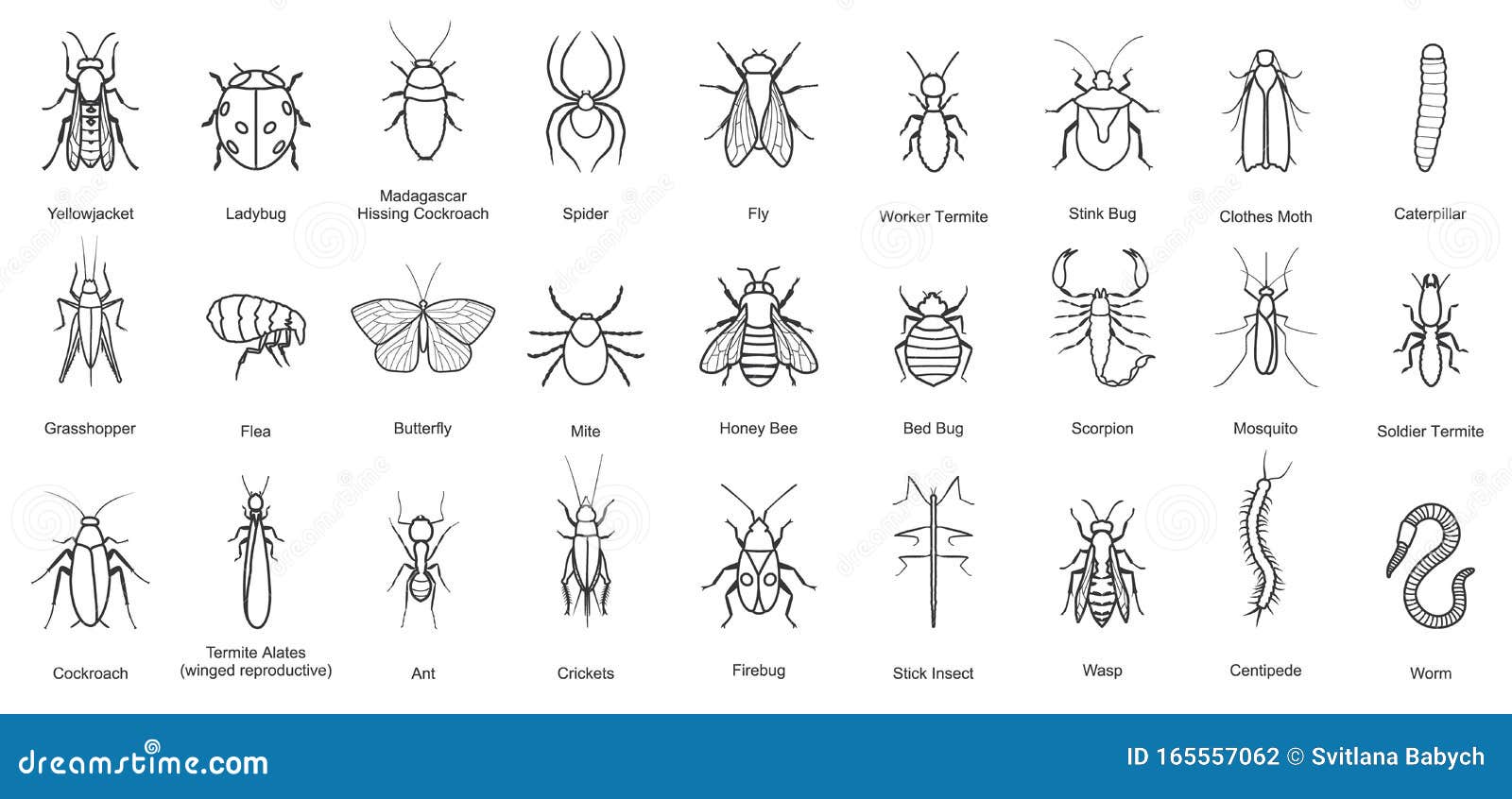 Bug of Insect Vector Line Set Icon.Vector Illustration Insect Beetle ...