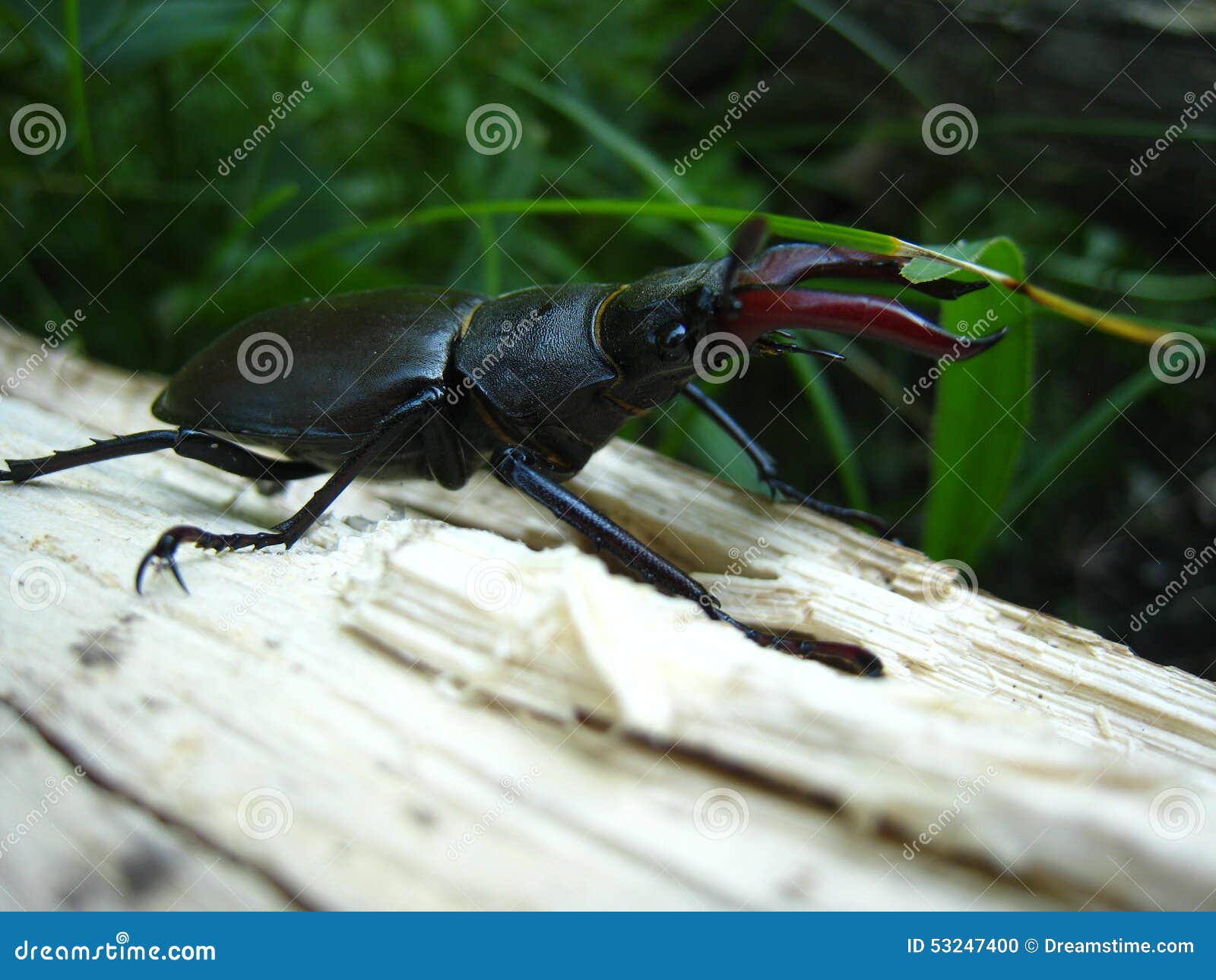 Bug stock photo. Image of njune, macro, yearnukraine - 53247400