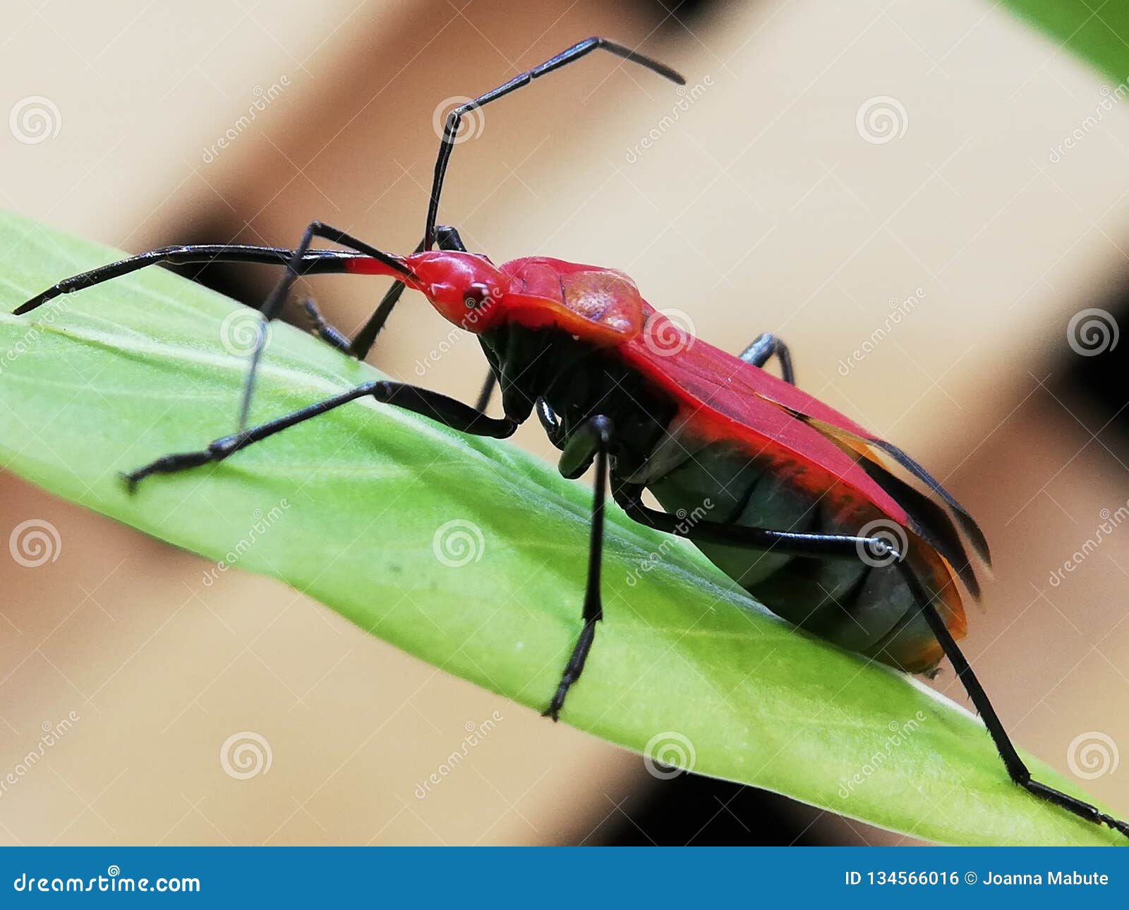European fire bug stock photo. Image of european, insects - 134566016