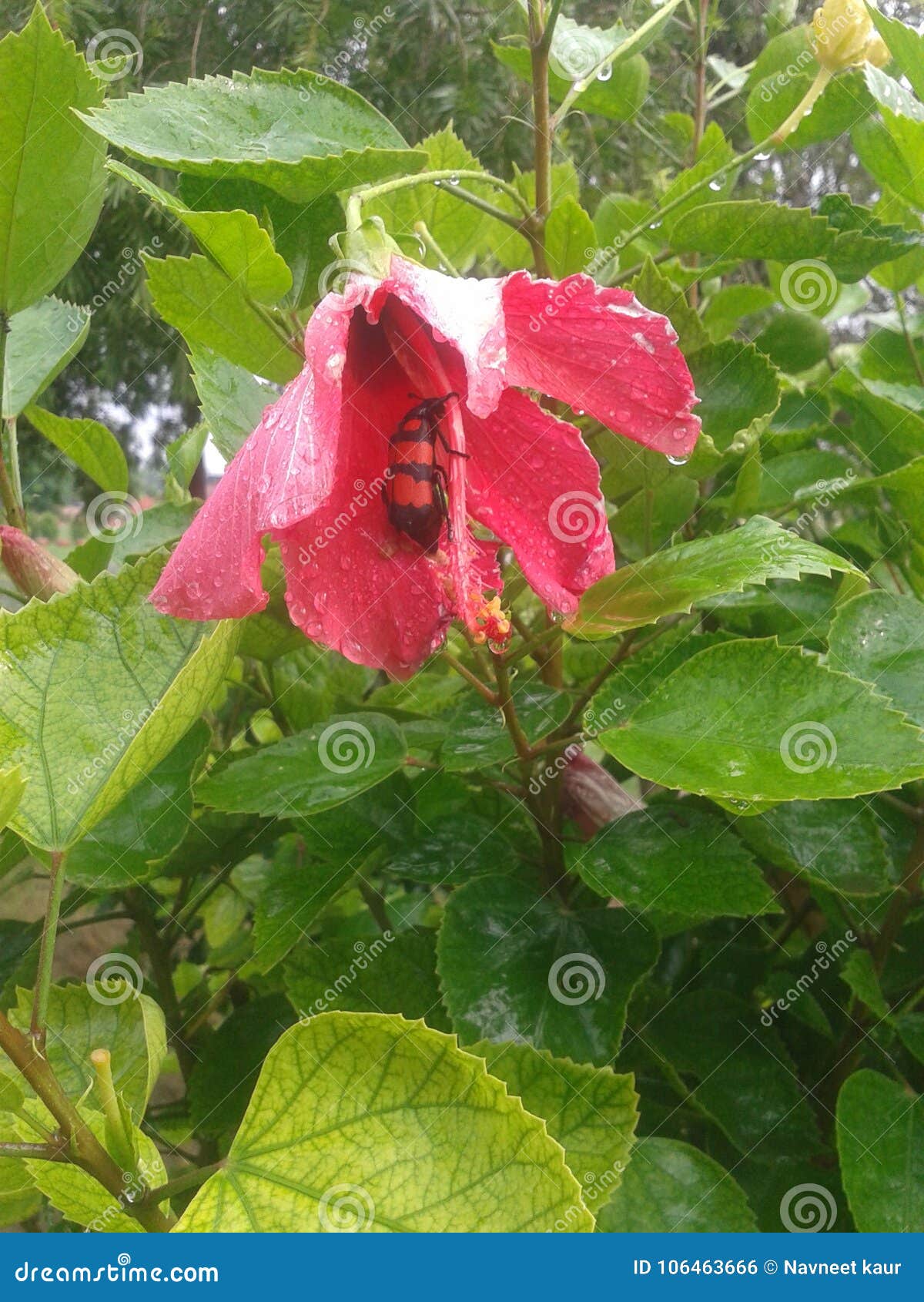 Bug Inside a Lilly Red Flower Stock Photo - Image of flower, inside ...