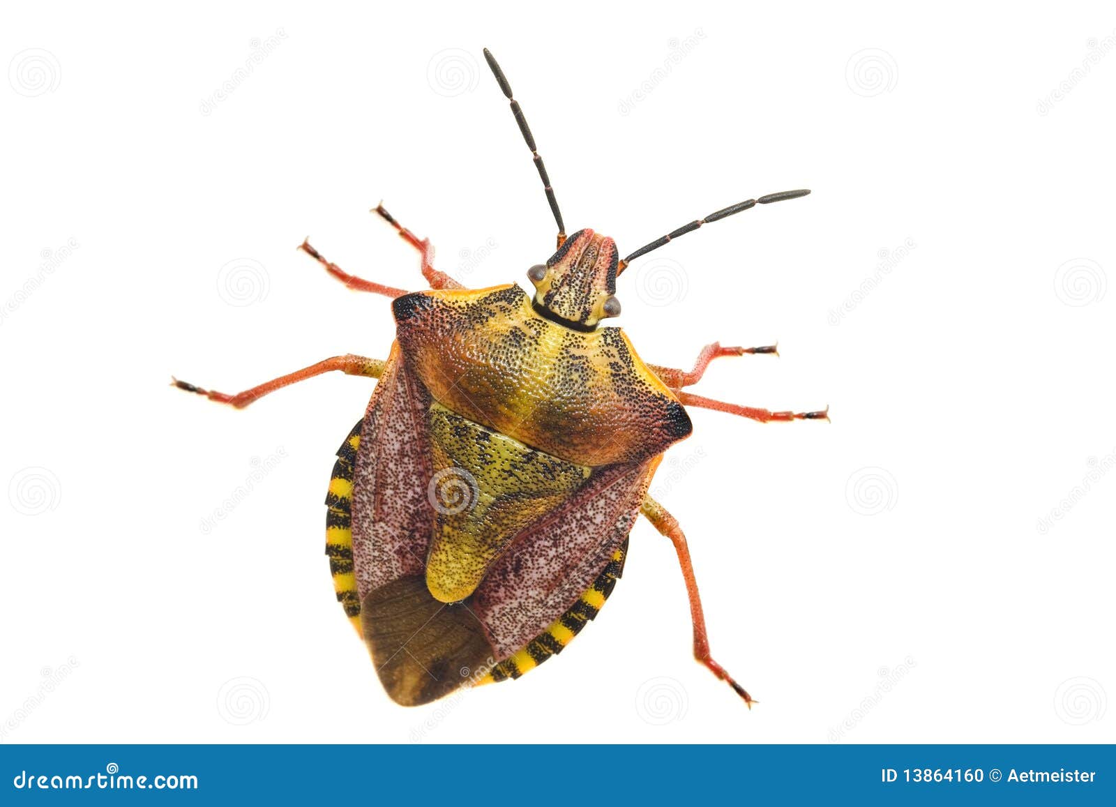 Bug isolated on white stock photo. Image of antenna, macro - 13864160