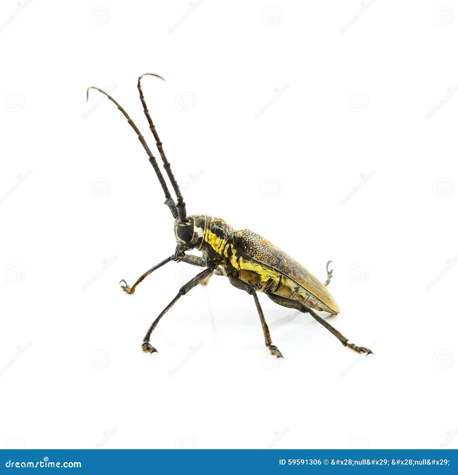 Bug Isolated on White Background. Stock Photo - Image of background ...