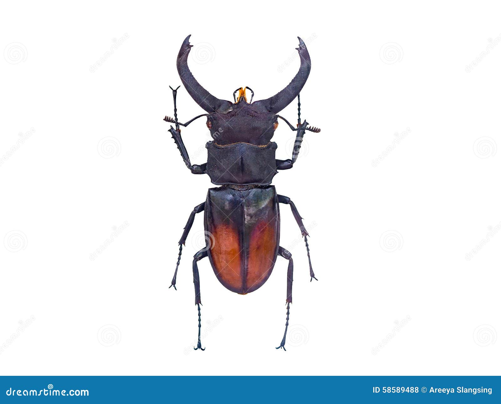 Bug Isolated on White Background Stock Photo - Image of animal, nature ...