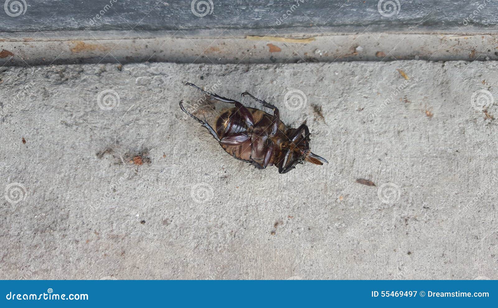 Bug on its back stock image. Image of problem, world - 55469497