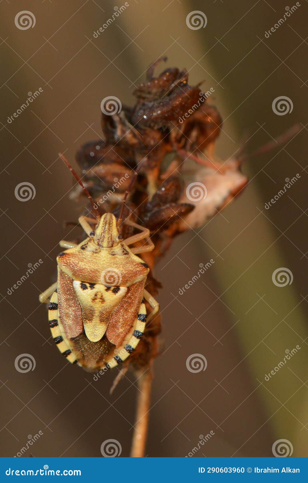A bug on the flower stock photo. Image of animal, sculpture - 290603960