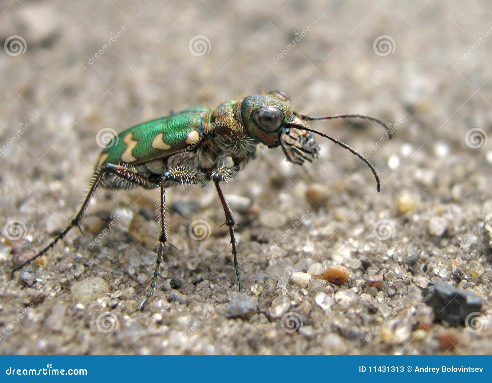Bug-jumper stock image. Image of legs, close, details - 11431313