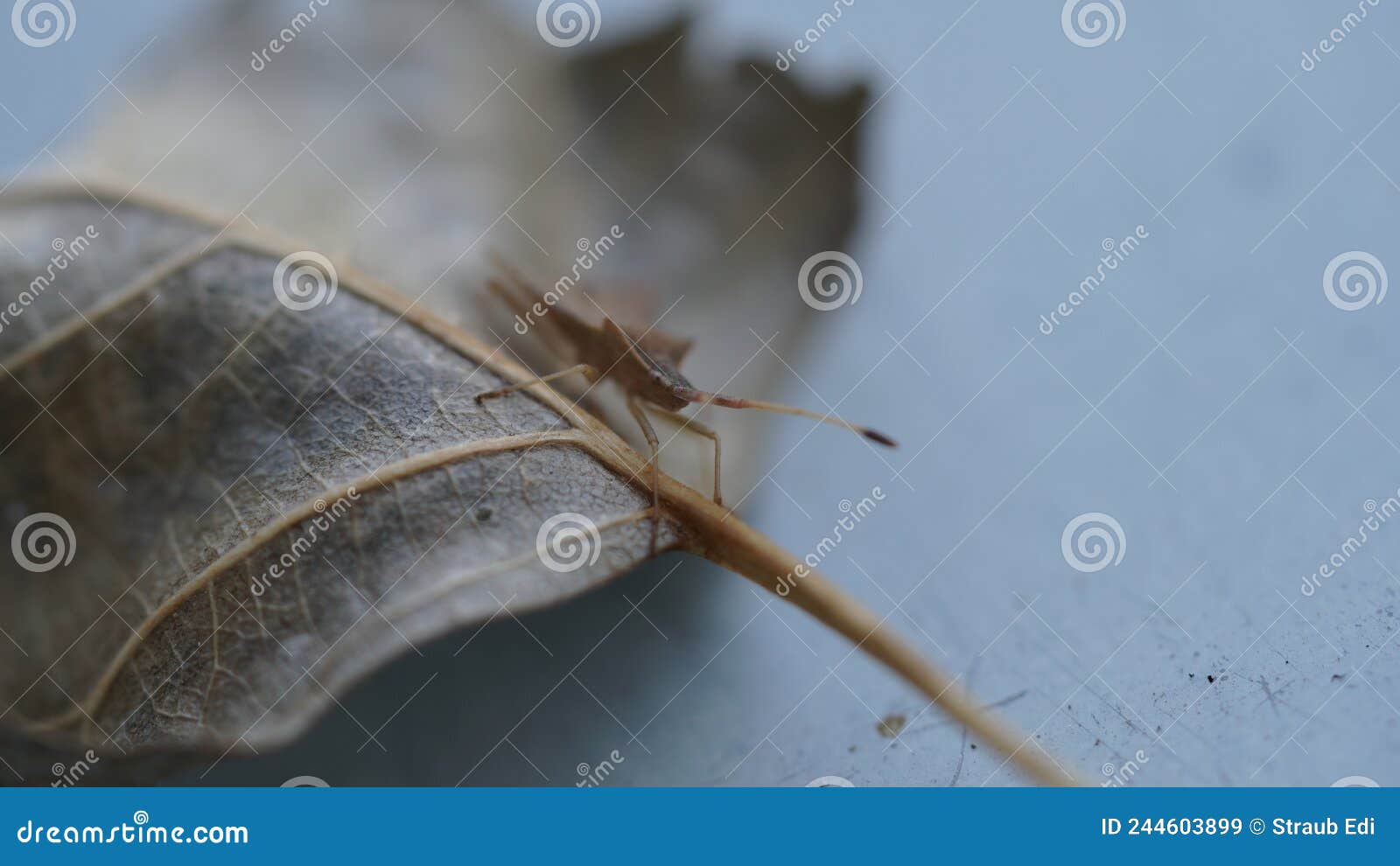 Bug on a leaf stock image. Image of pollinator, invertebrate - 244603899