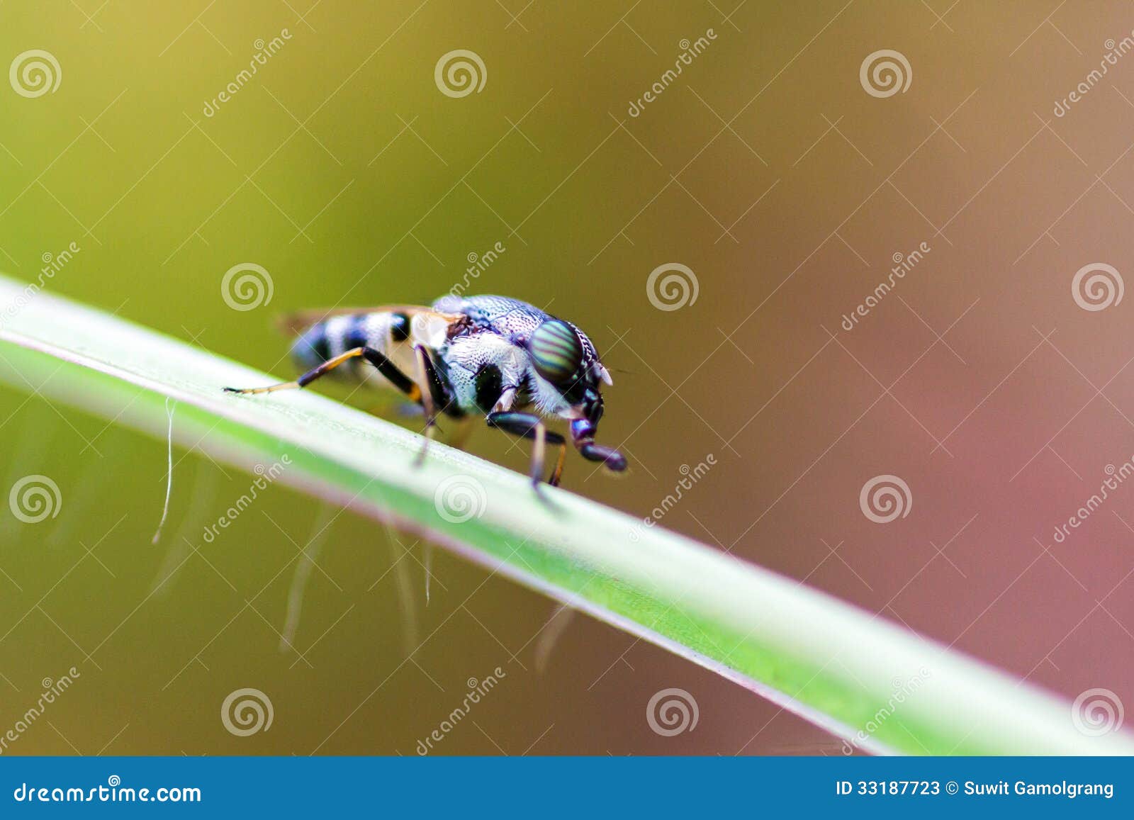 Bug on leaf stock image. Image of environment, macro - 33187723