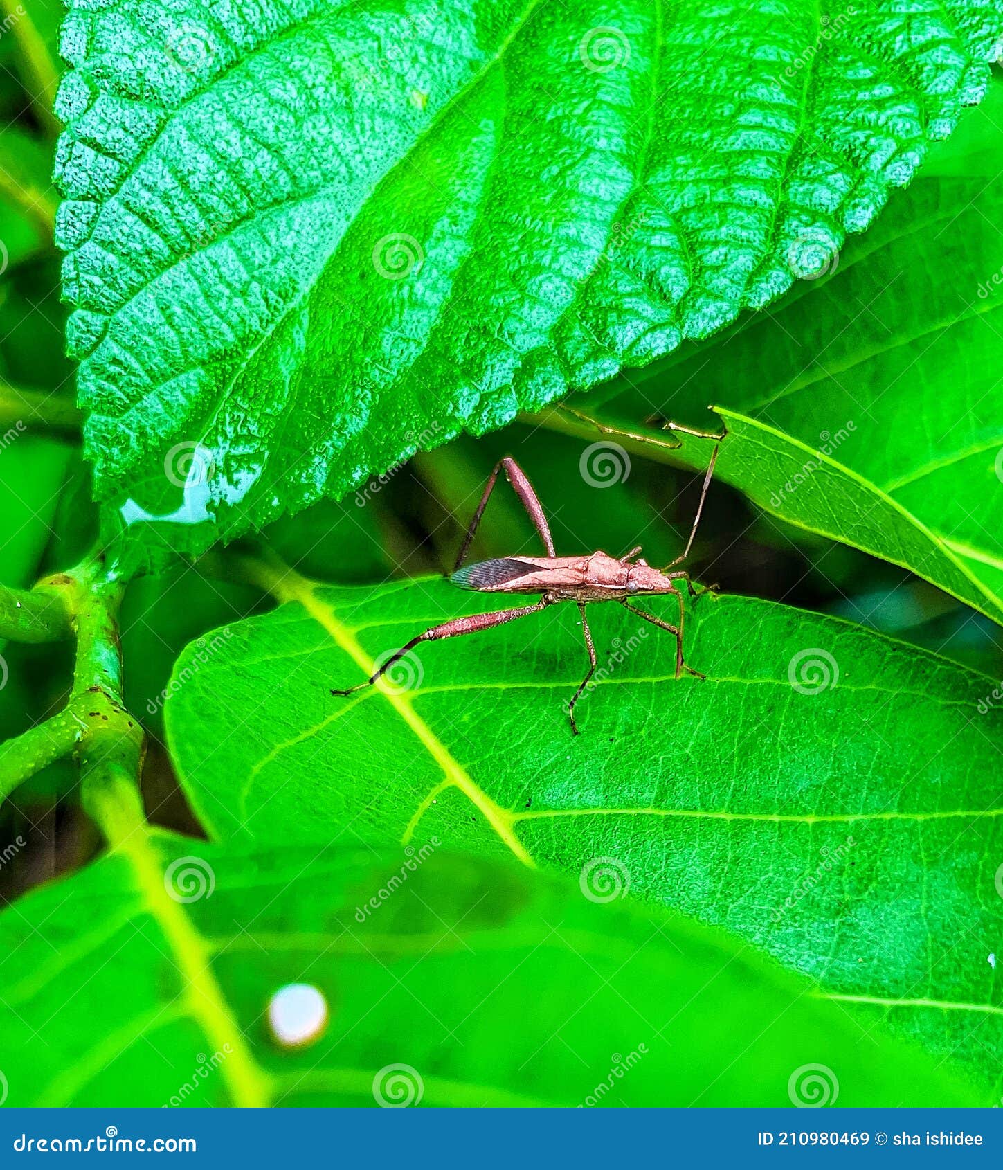 Bug on the leaf stock image. Image of nature, produce - 210980469