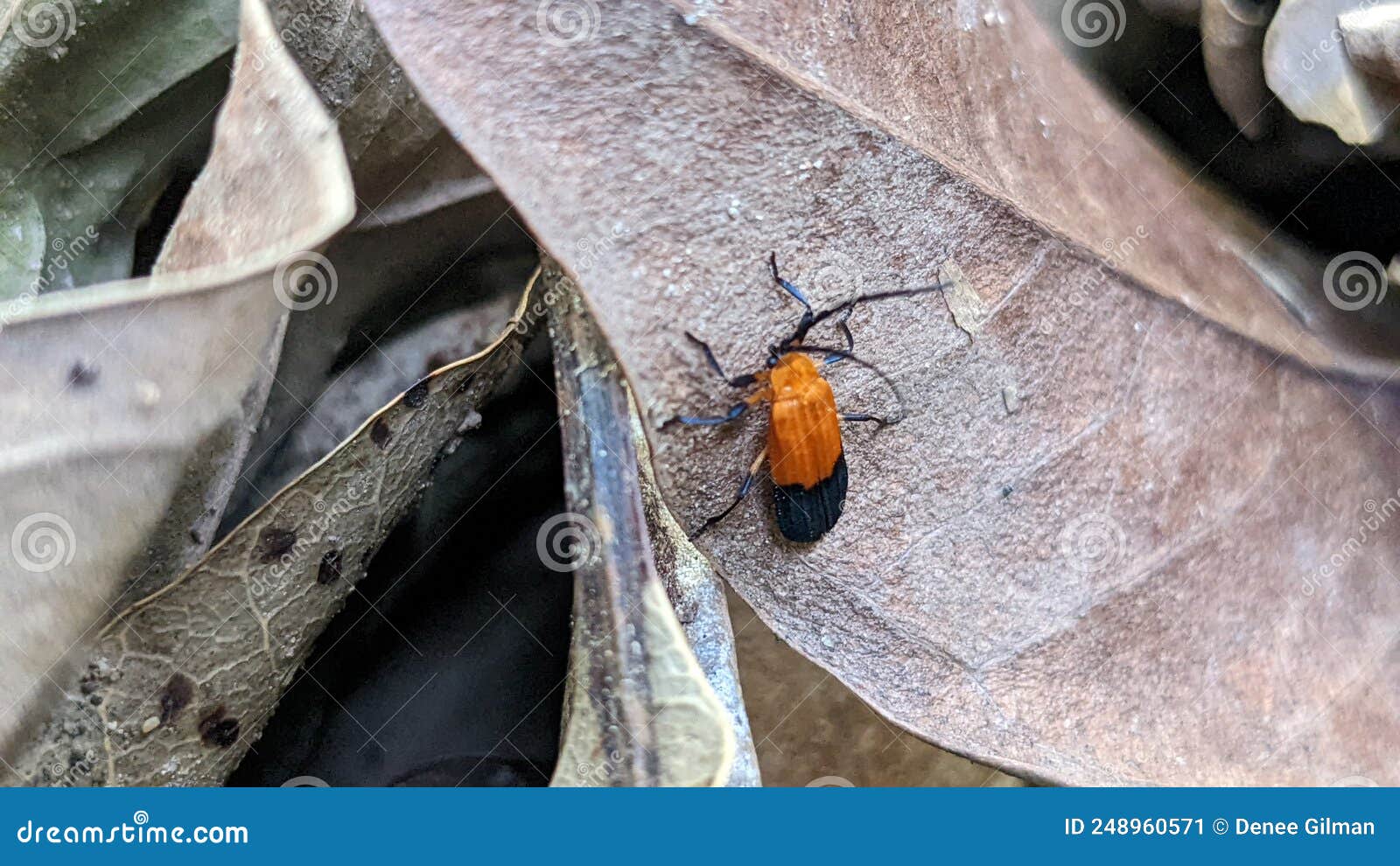 Bug on a leaf stock image. Image of nature, fallenleaf - 248960571