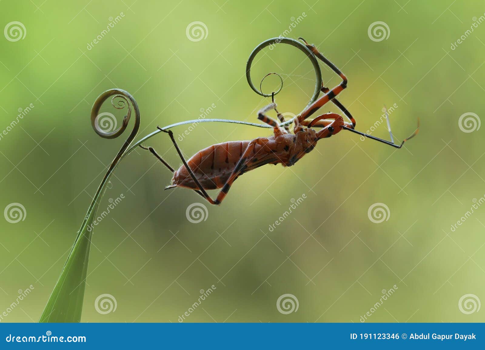 Bug on Leaf Edge stock photo. Image of insect, insects - 191123346