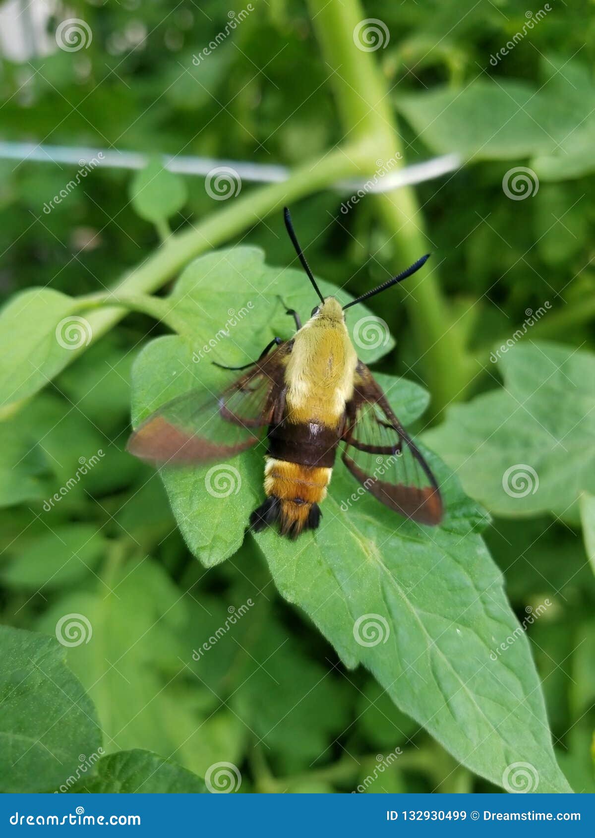 Hummingbird bee 2 stock image. Image of hummingbird - 132930499