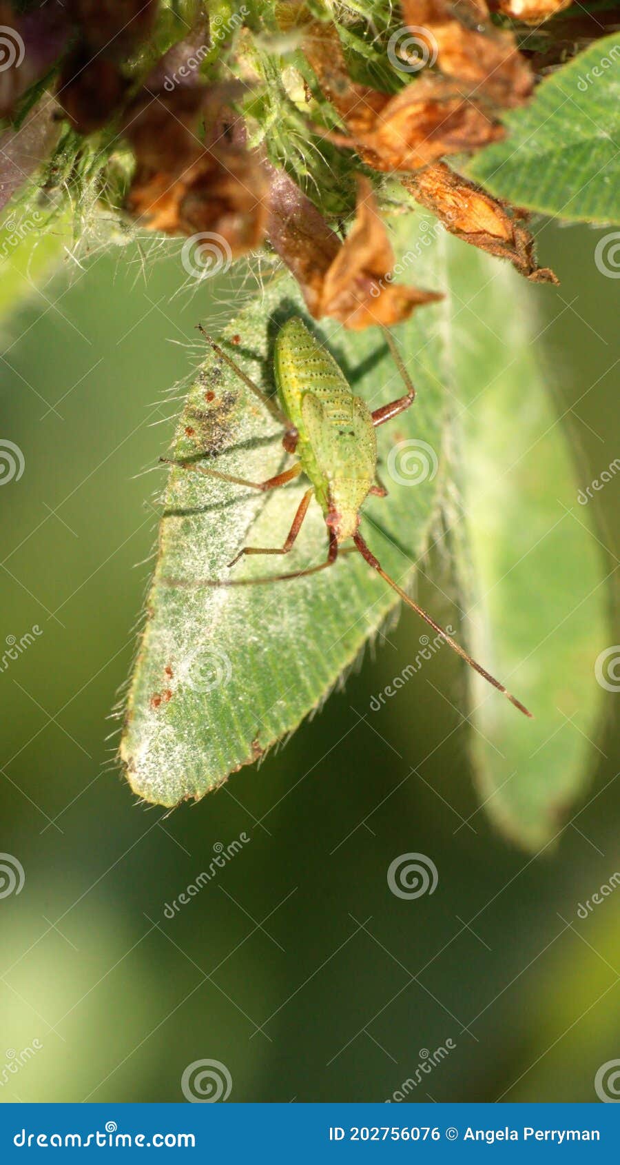 Bug on a leaf stock photo. Image of close, plant, leaf - 202756076