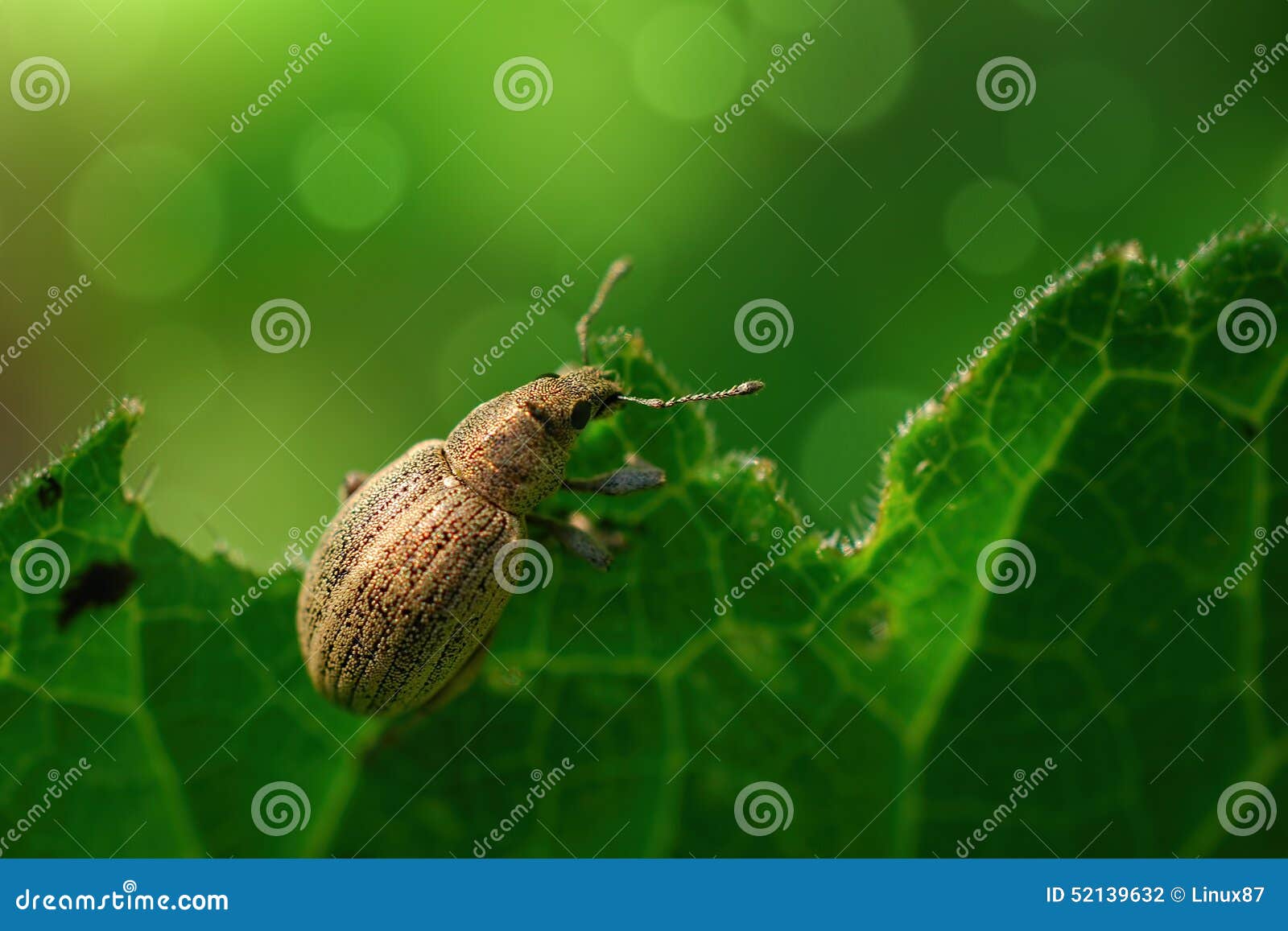 Bug on a leaf stock photo. Image of green, soft, hexapoda - 52139632