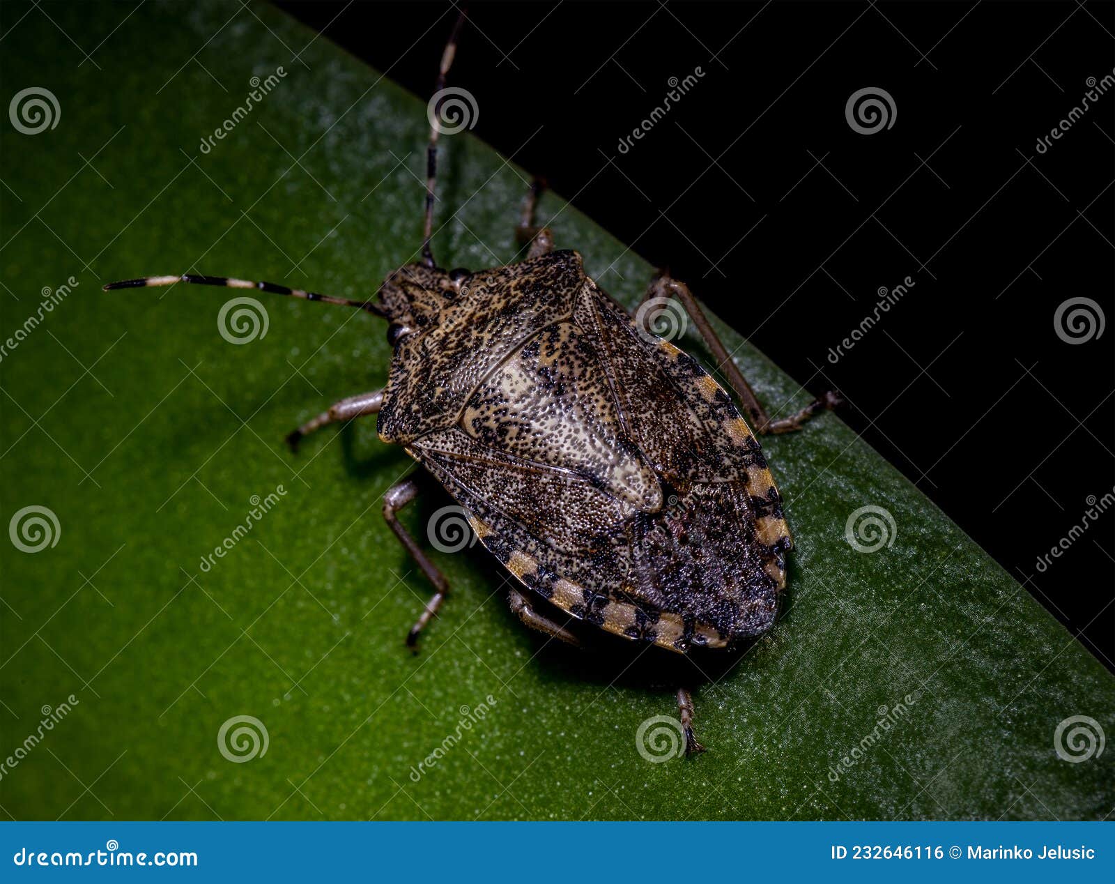 The bug on the leaf stock photo. Image of weevil, wildlife - 232646116
