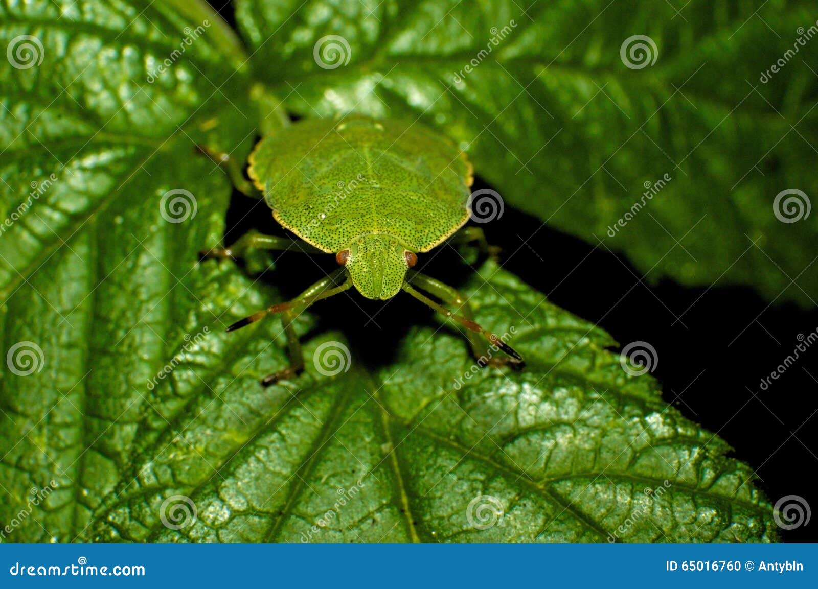 Bug on a leave stock photo. Image of insekt, leave, wanze - 65016760