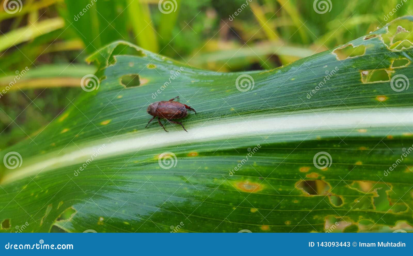 A Bug on the Leaves of Corn Stock Image - Image of animal, growth ...