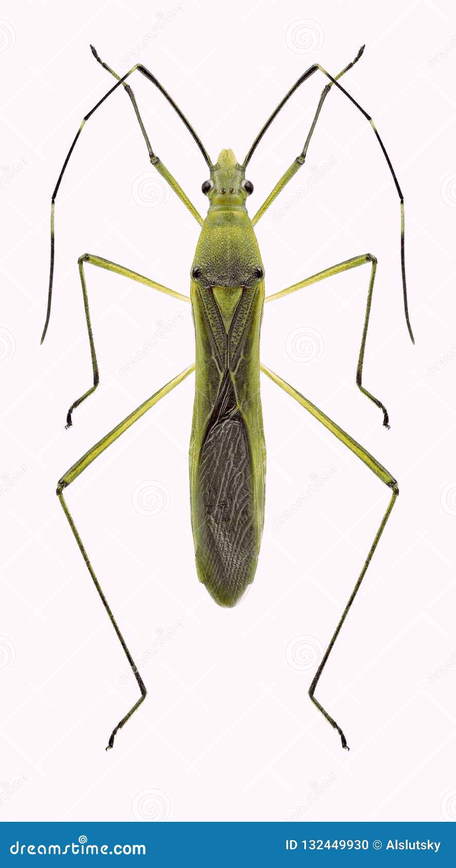 Leptocorisa Acuta Stock Photos - Free & Royalty-Free Stock Photos from ...