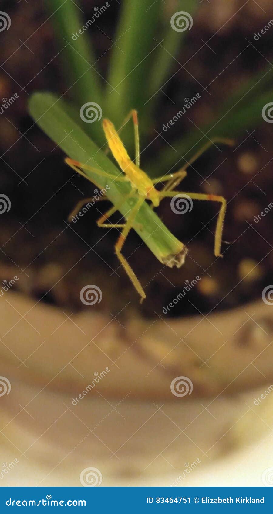 Bug Life stock image. Image of plant, insect, life, green - 83464751