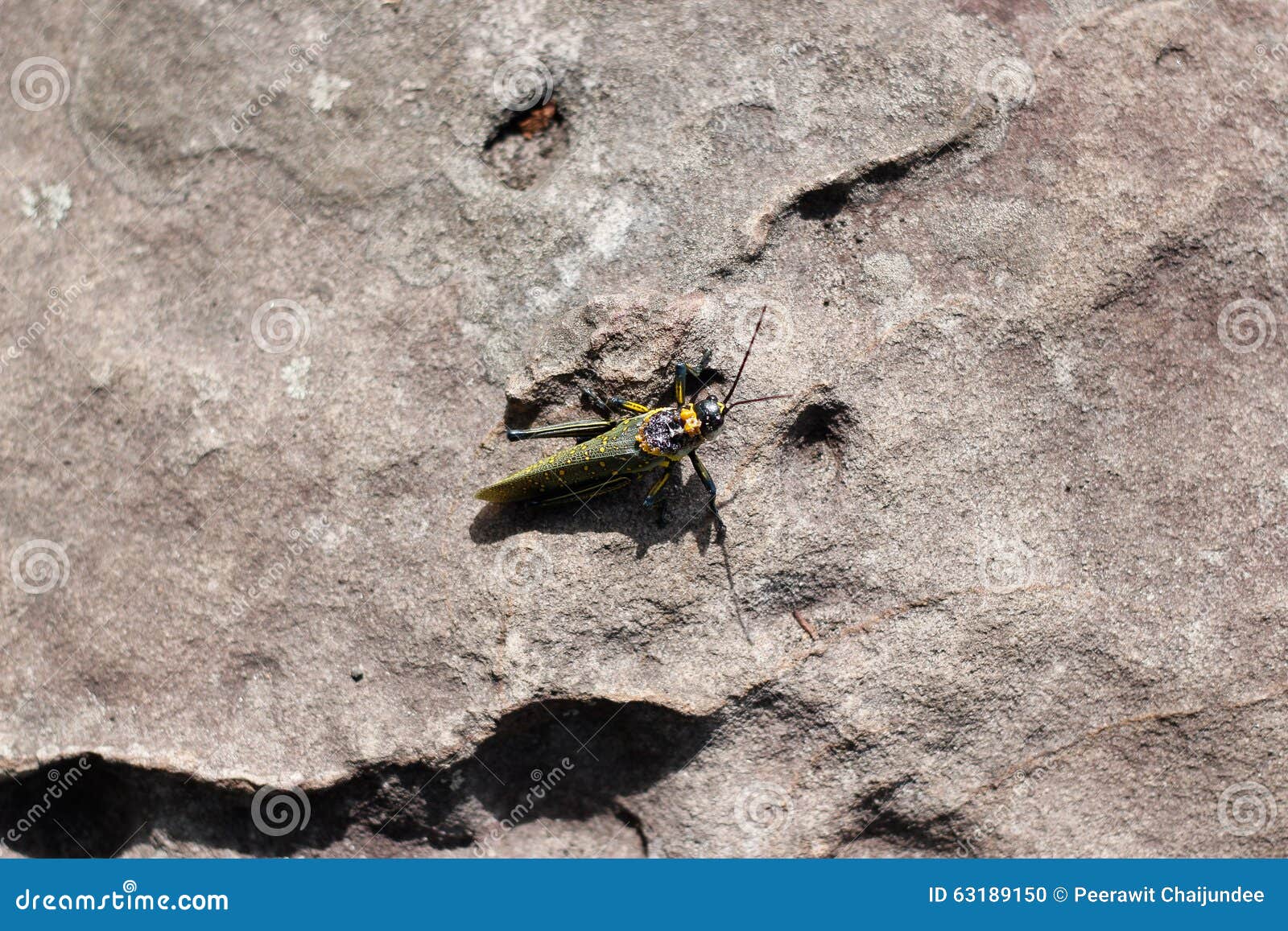 Bug life on rock stock photo. Image of individual, english - 63189150