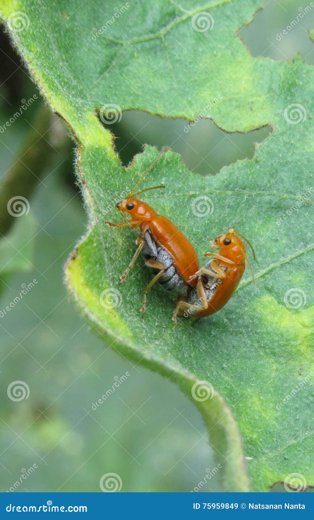 Bug life stock image. Image of background, couple, shot - 75959849