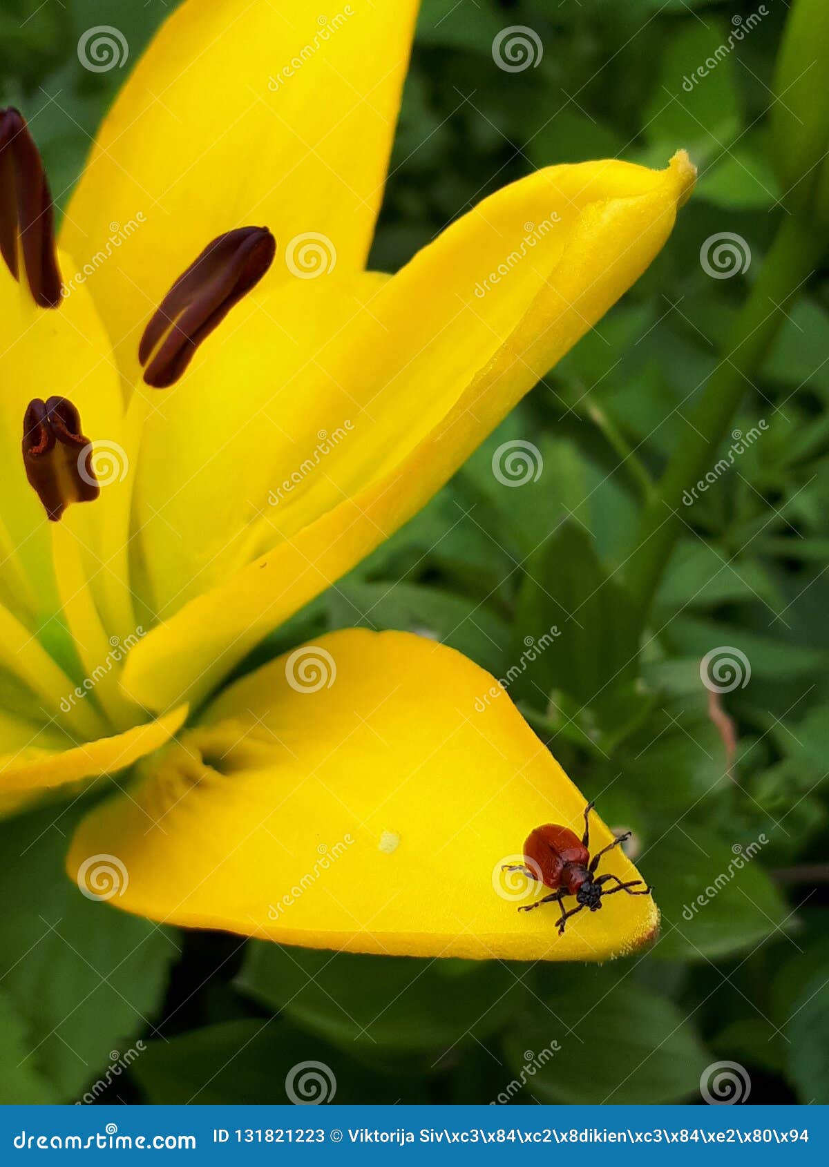 Little bug stock image. Image of lily, fauna, summer - 131821223