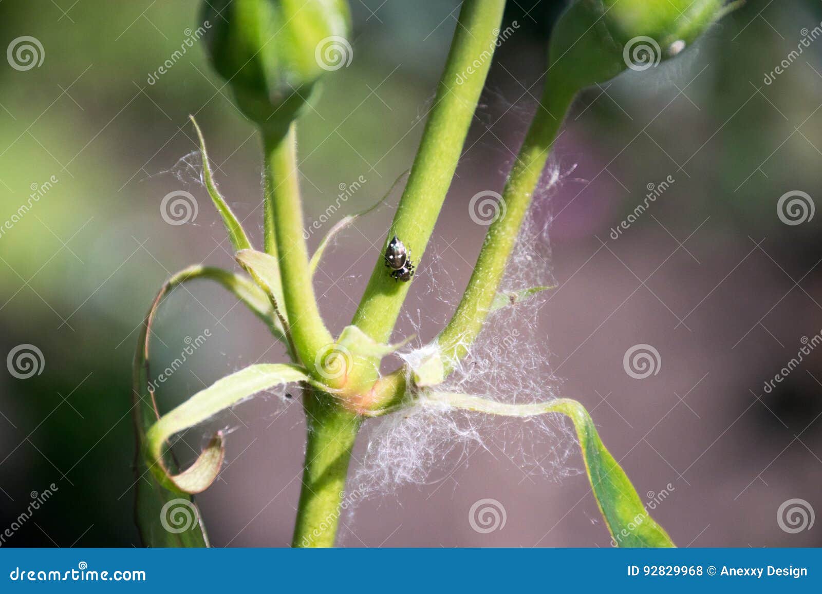 Bug stock photo. Image of little, green, flora, flower - 92829968