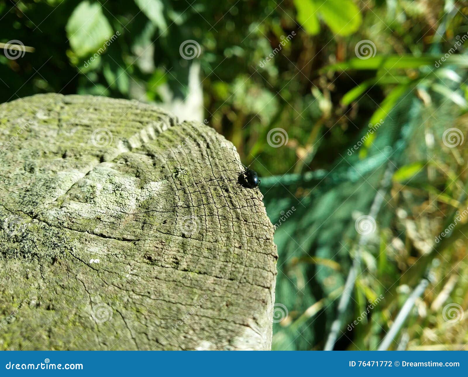 Bug on log stock photo. Image of wood, forest, nature - 76471772