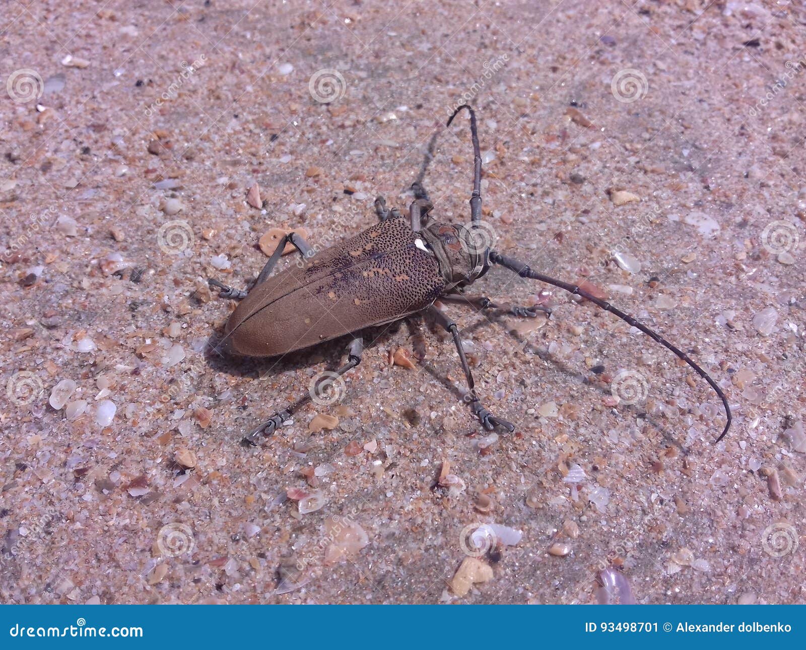 Bug with long moustache stock image. Image of moustache - 93498701