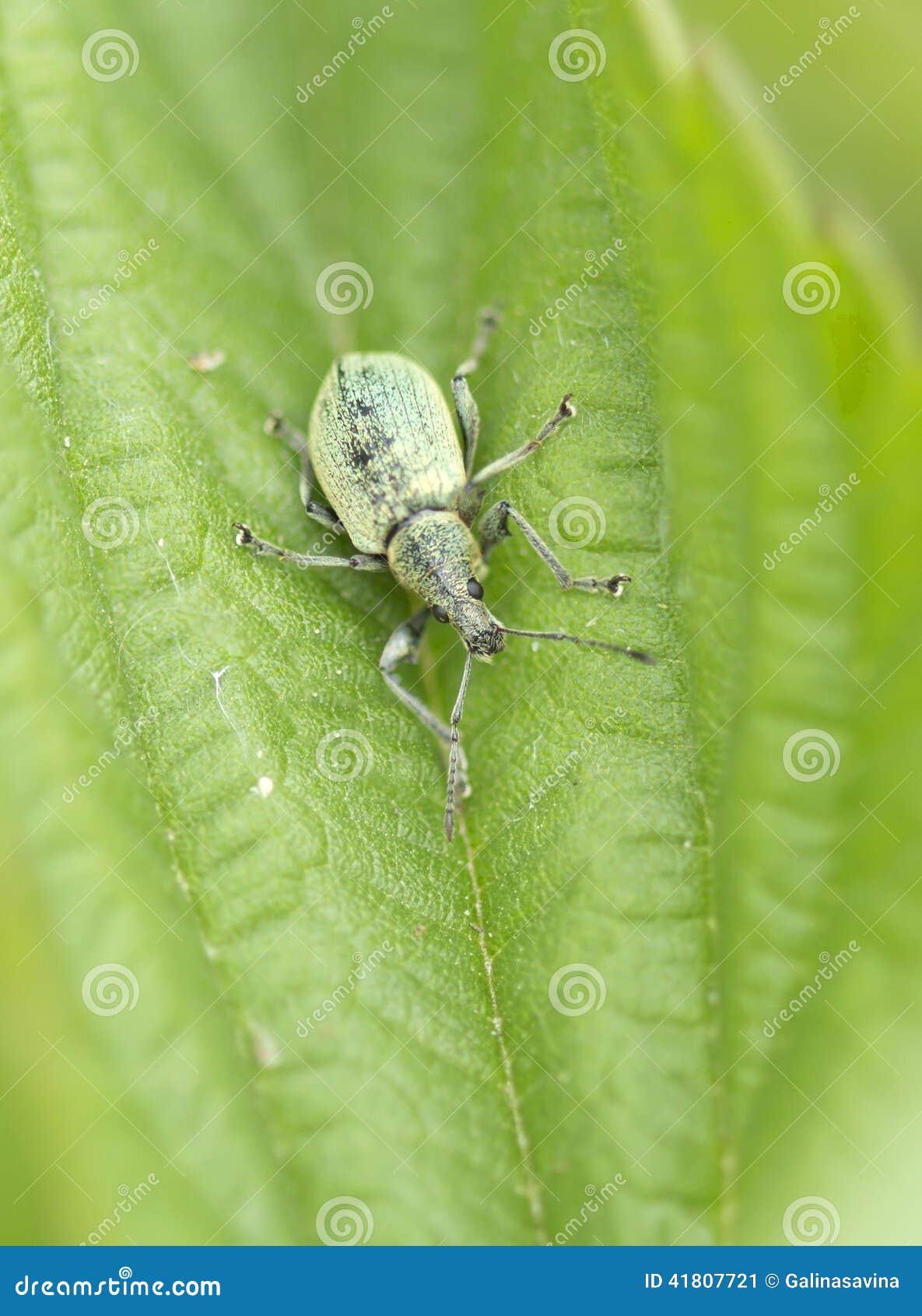 Bug with a long nose. stock image. Image of curculionidae - 41807721