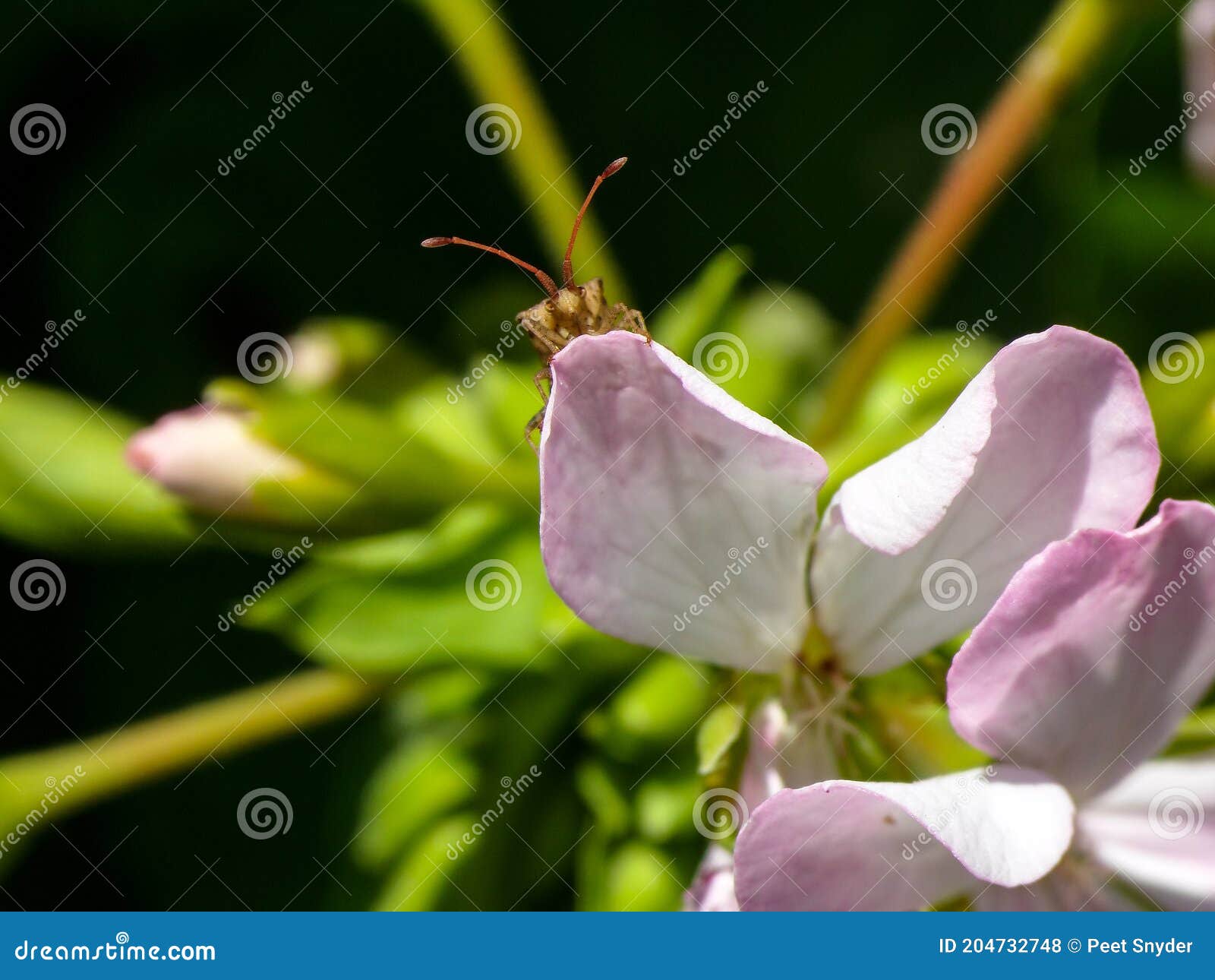 Bug Looking Over a Flower Petal Stock Photo - Image of petal, looking ...