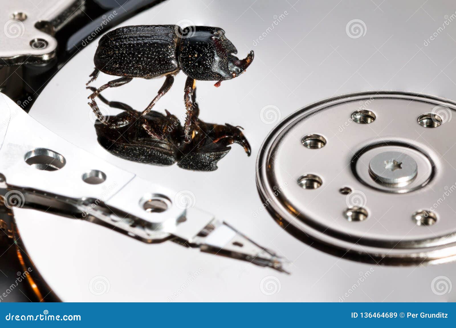 A Computer Bug Causing Trouble - on the Hard Drive Stock Image - Image ...