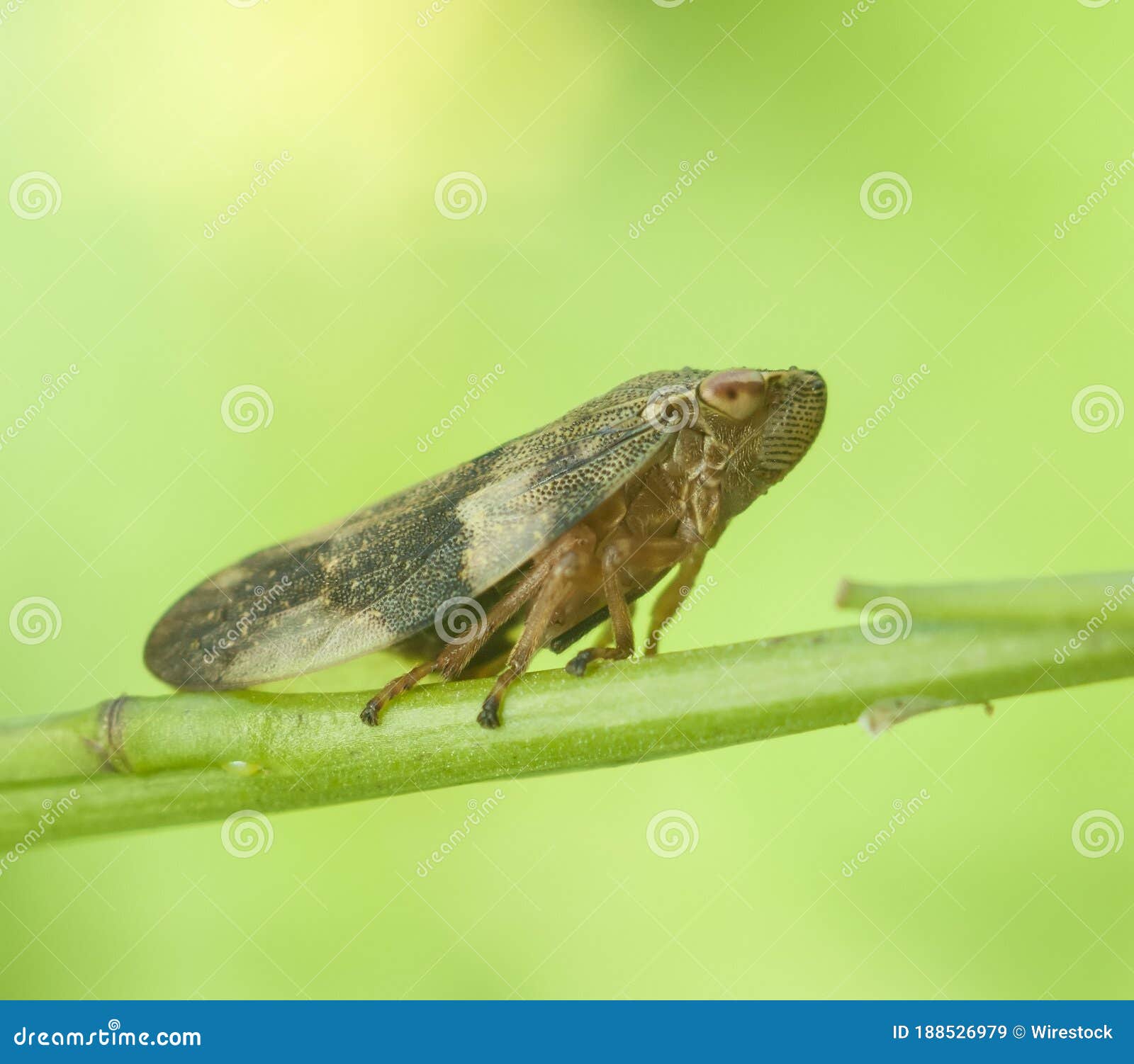 Bug imagem de stock. Imagem de insetos, flora, selvagem - 188526979