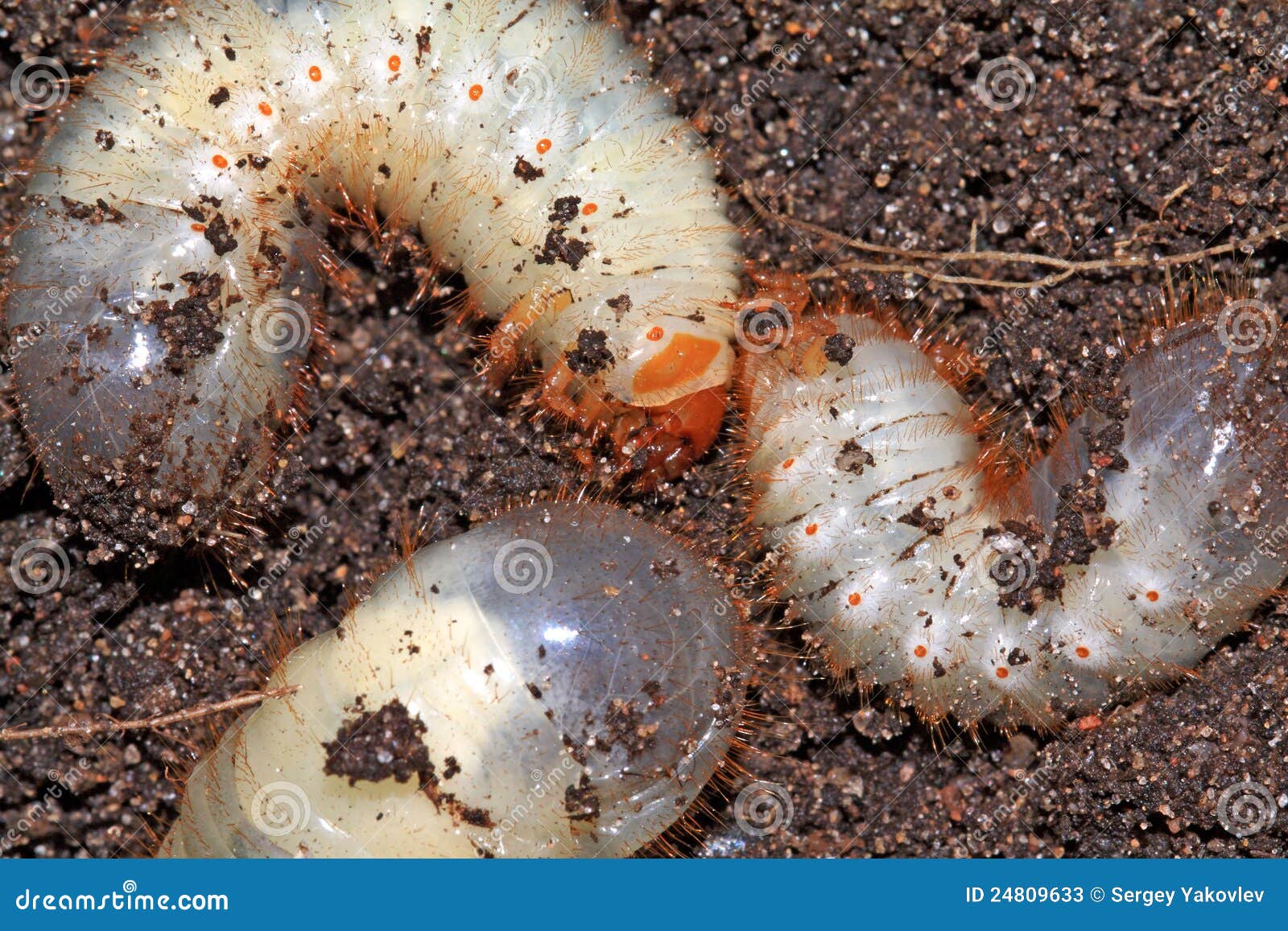 Bug maggot stock image. Image of insect, close, closeup - 24809633