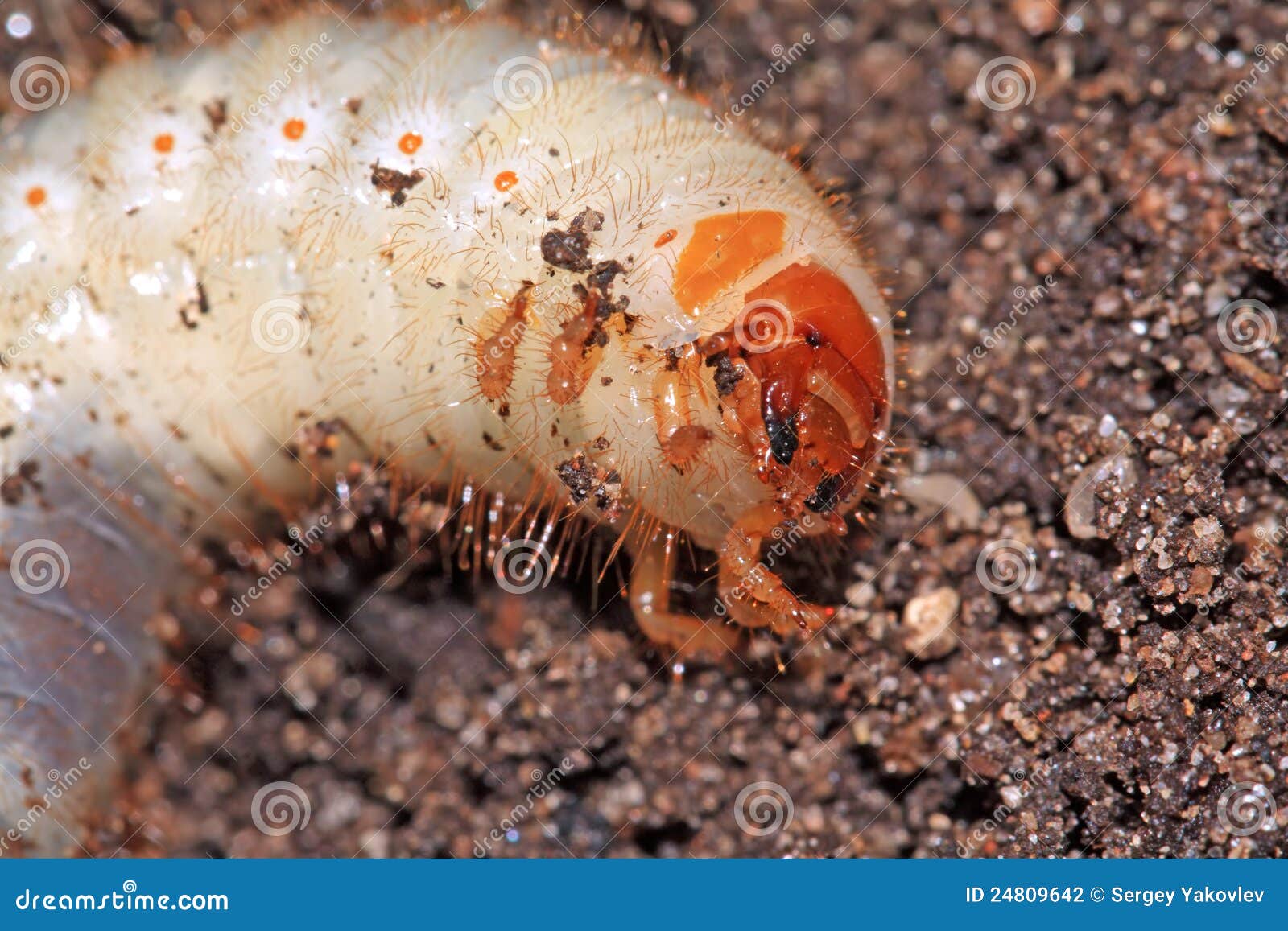 Bug maggot stock photo. Image of animal, larva, color - 24809642