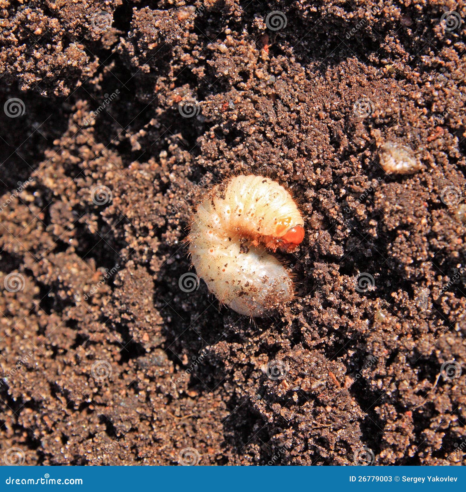 2,498 Bug Maggot Photos - Free & Royalty-Free Stock Photos from Dreamstime