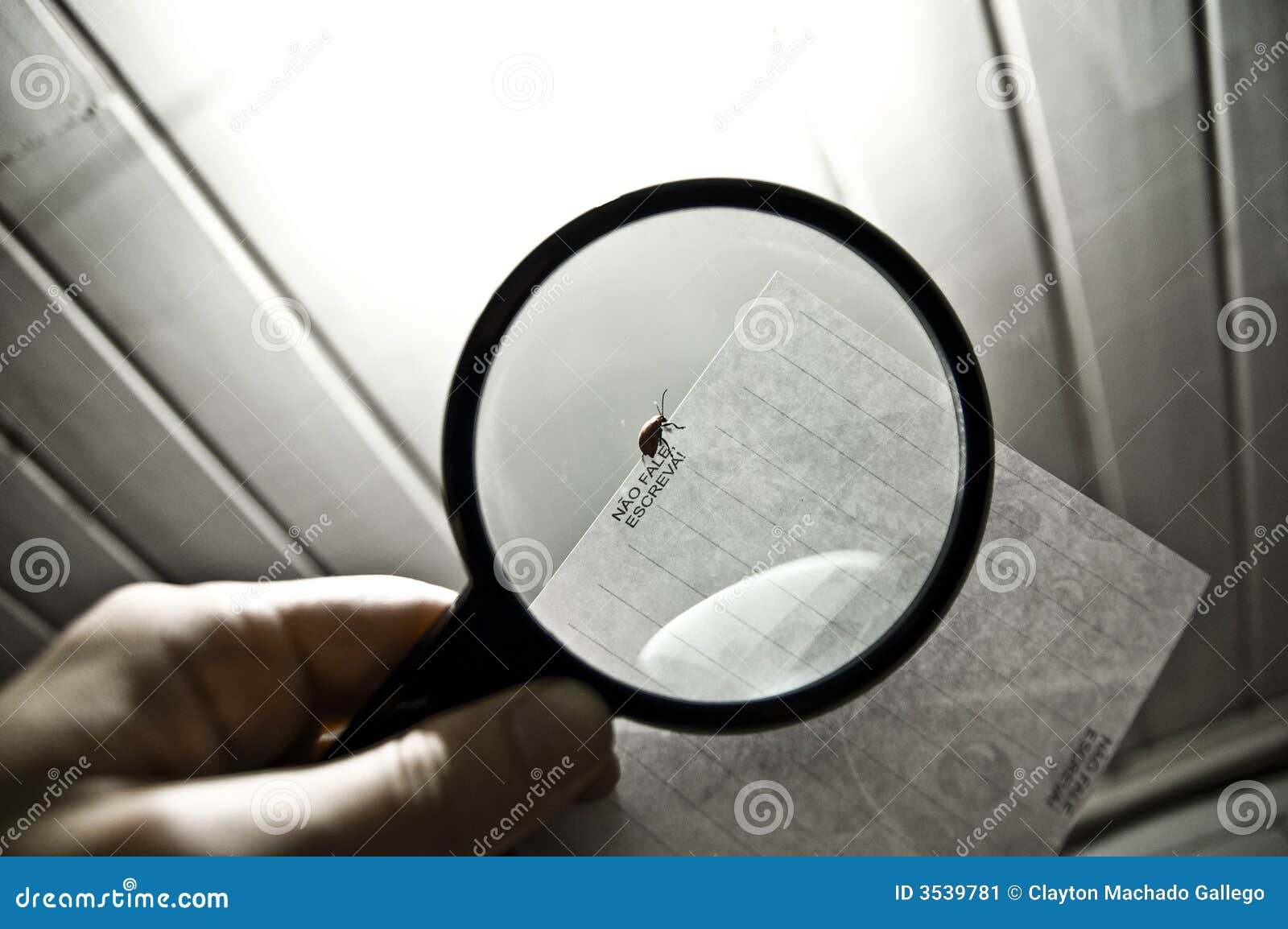 Fly Under Magnifying Glass Photos - Free & Royalty-Free Stock Photos ...