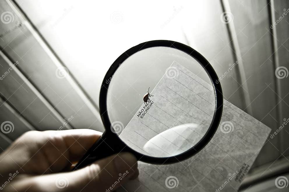 Bug under magnifying glass stock image. Image of diptera - 3539781