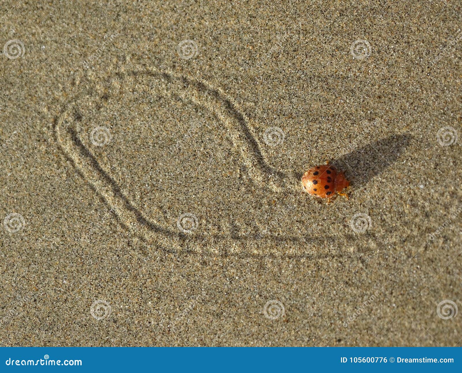 Bug Making Draws in the Sand Stock Photo - Image of pattern, sand ...