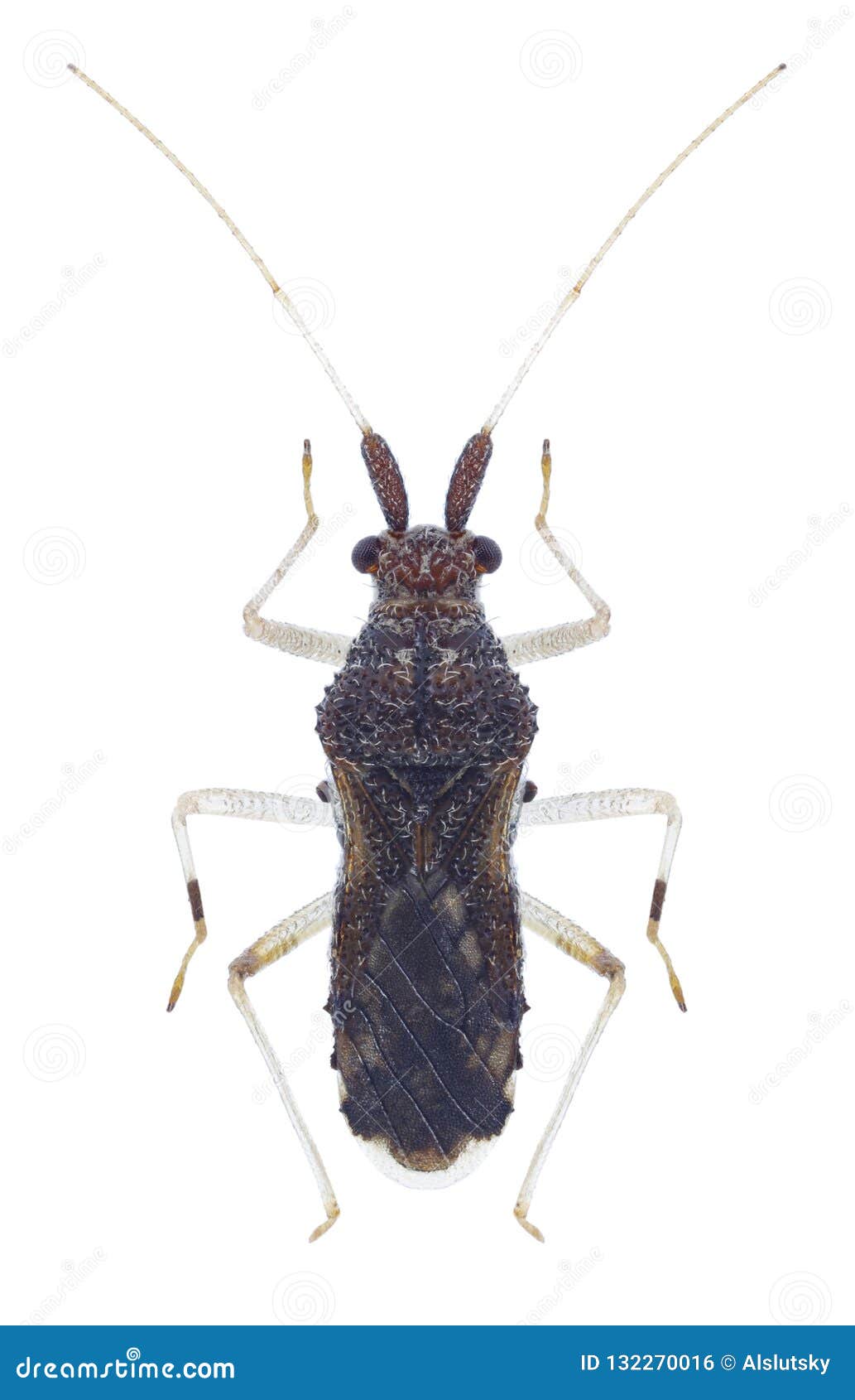 Malcus Stock Photos - Free & Royalty-Free Stock Photos from Dreamstime