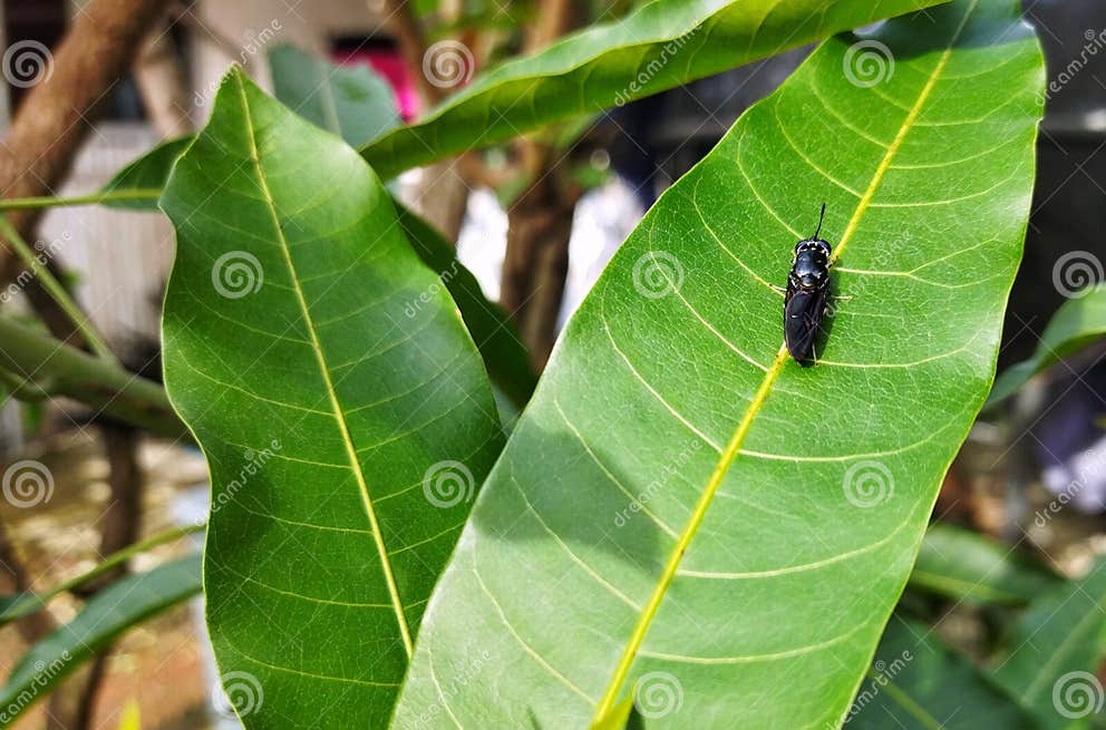 A Bug on a Mango Leaf on an Outdoor Garden Stock Image - Image of small ...