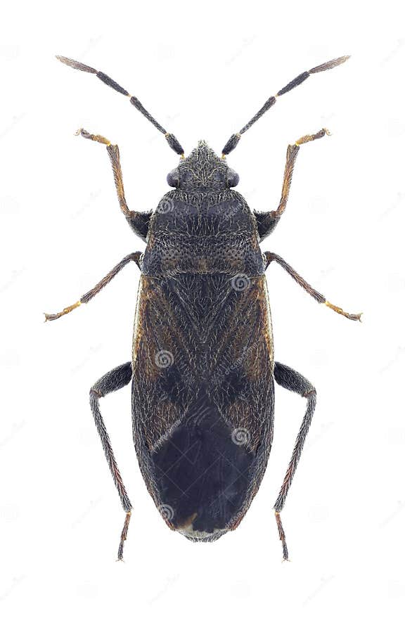 Bug Megalonotus chiragra stock image. Image of arthropod - 100272671