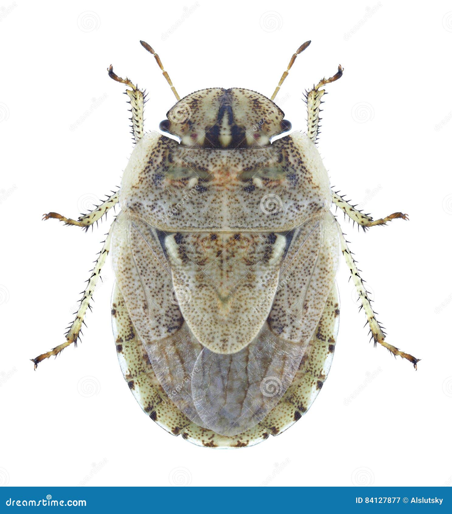 Bug Menaccarus arenicola stock image. Image of wildlife - 84127877