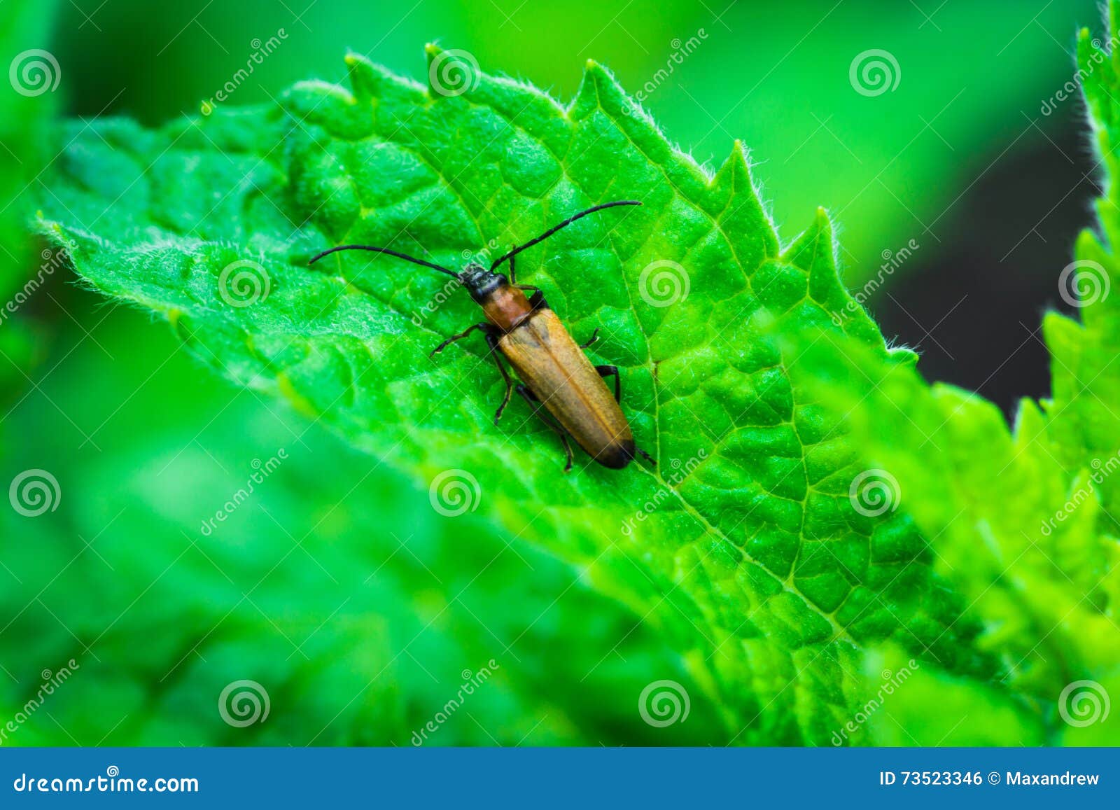 Bug on the mint stock photo. Image of macro, nature, plant - 73523346