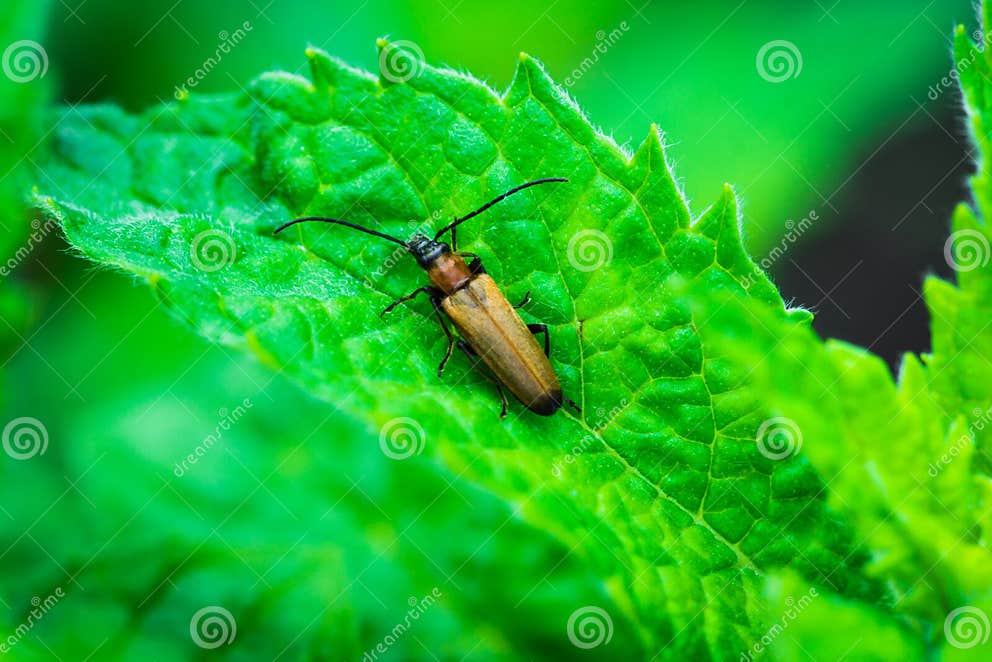 Bug on the mint stock photo. Image of macro, nature, plant - 73523346