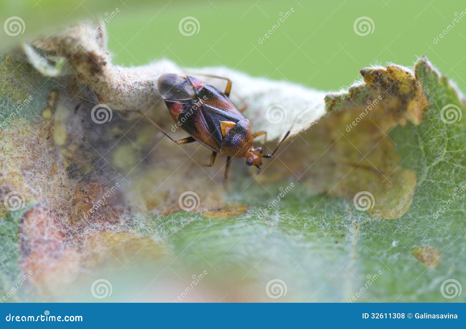 Bug (Miridae) Deraeocoris Ruber . Stock Photo - Image of macro, pest ...